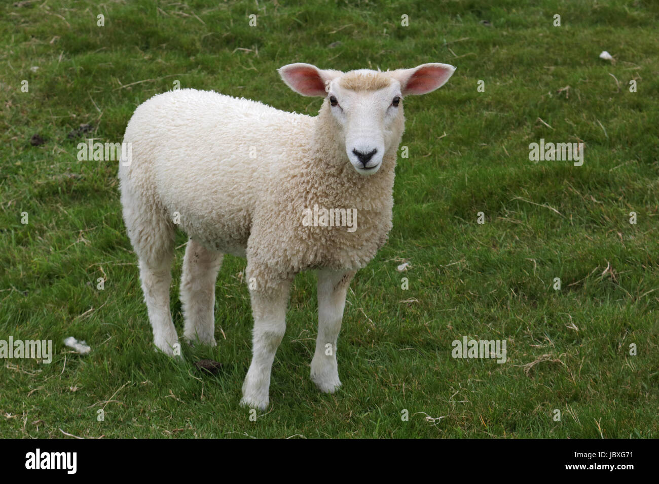 Mature lamb or young sheep in the Cotswolds England UK Stock Photo - Alamy
