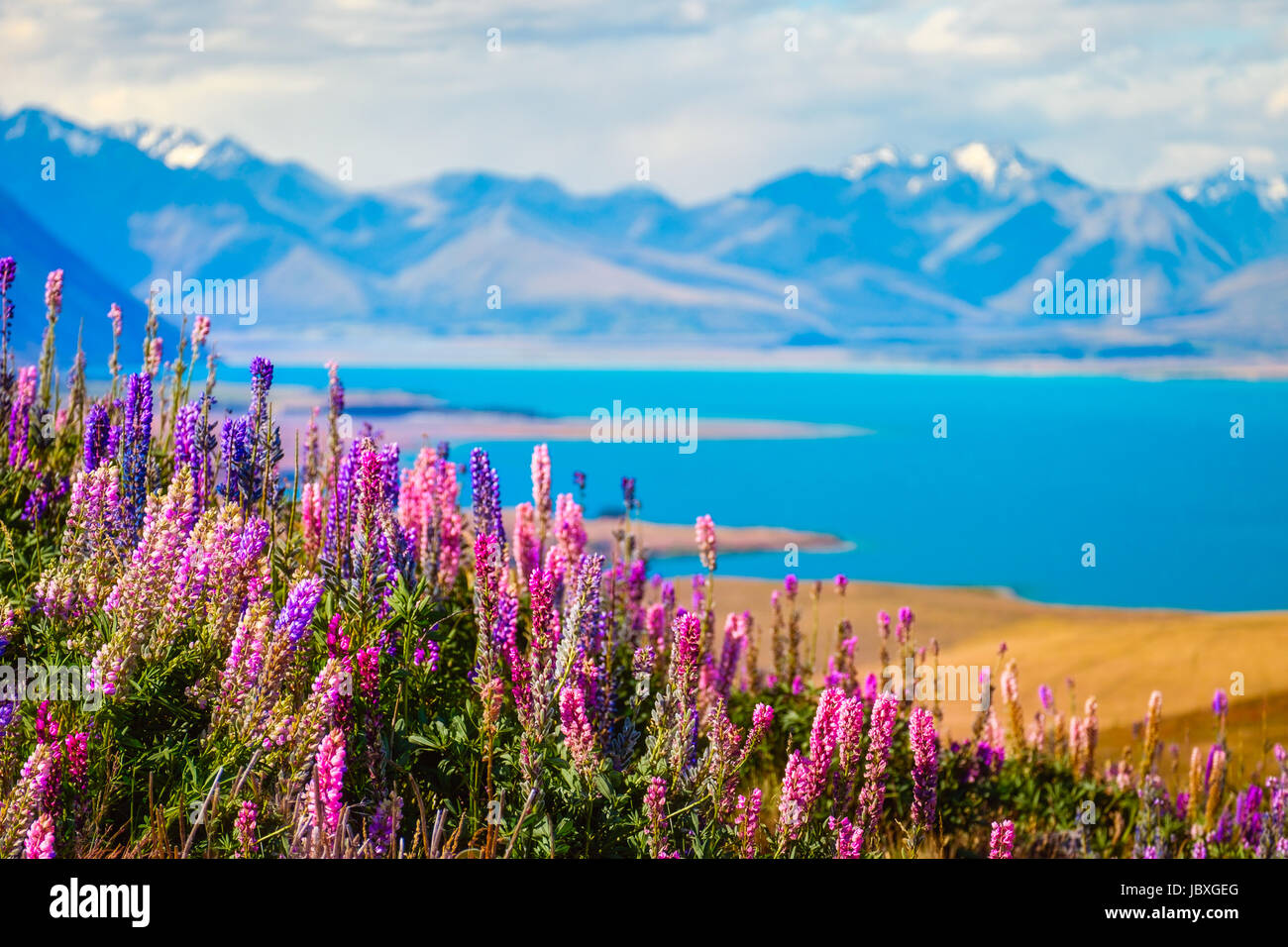 Landscape view of Lake Tekapo, flowers and mountains from Mt John ...