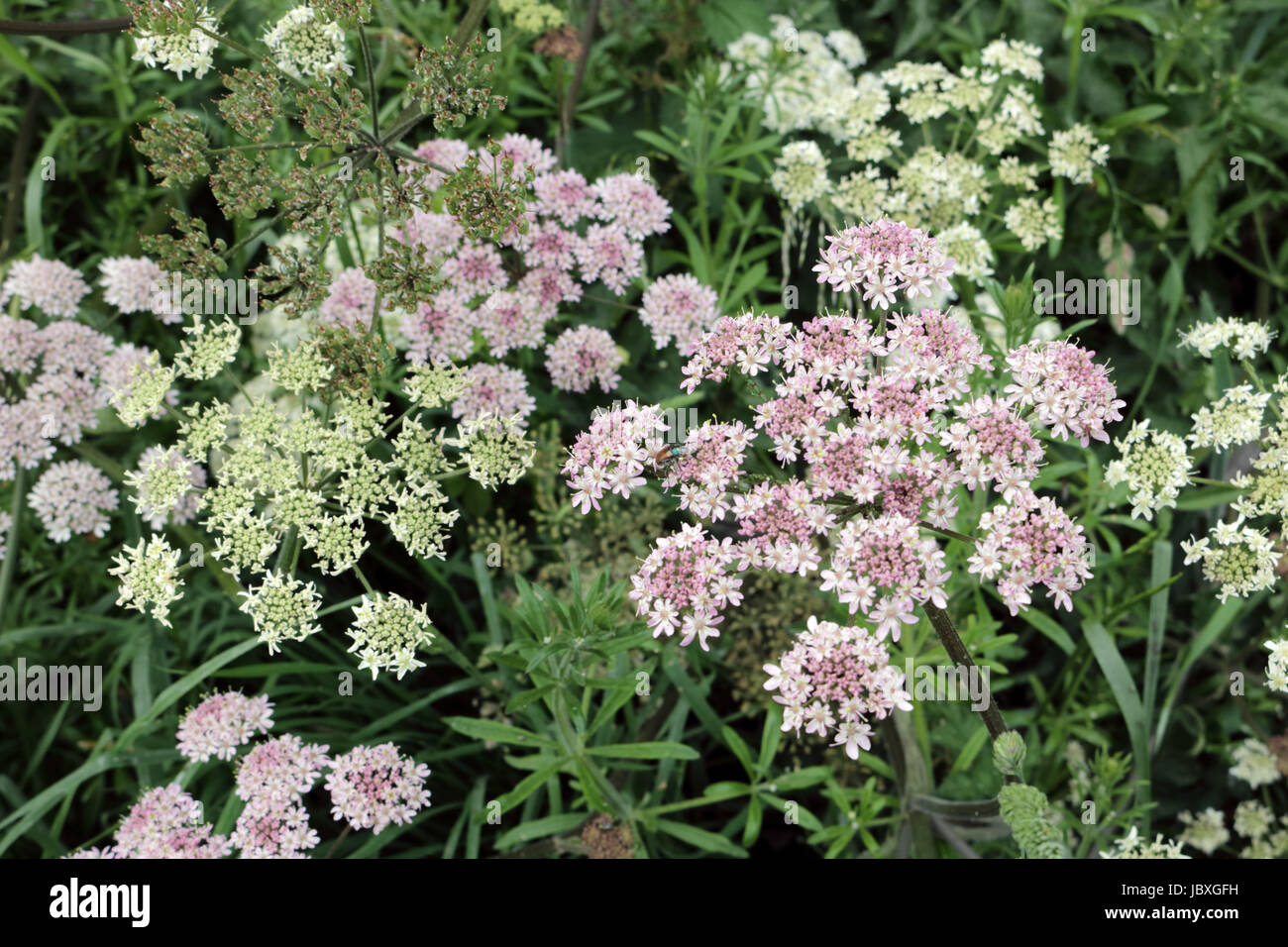 Pink and white cow parsley in the English countryside in the Cotswolds ...
