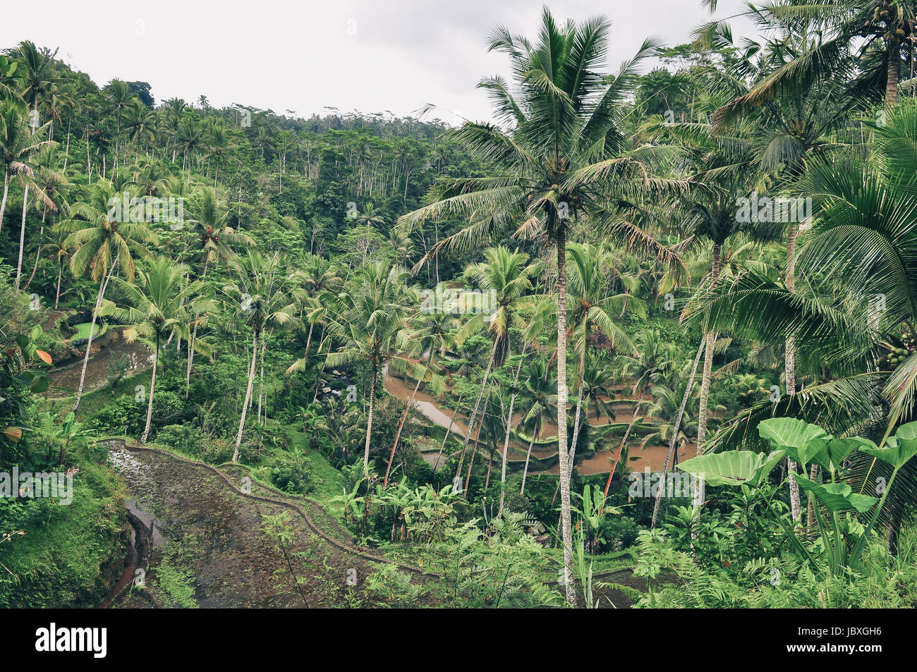 Landscape view of rice field and tropical forrest, Bali, Indonesia ...