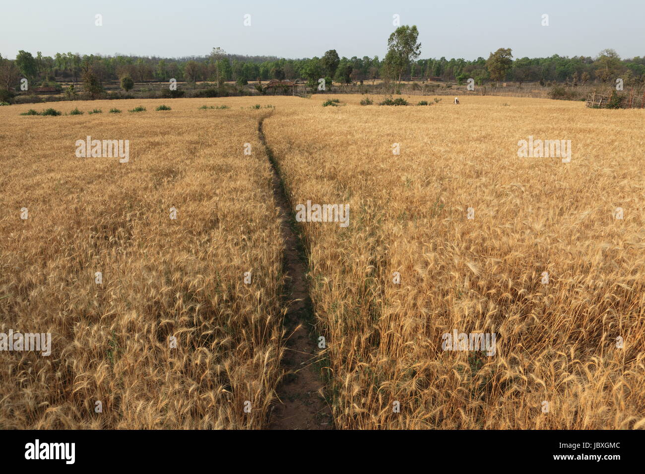 In cornfield, india hi-res stock photography and images - Alamy