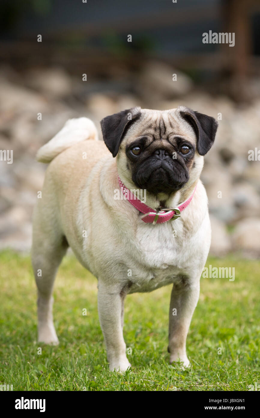 Eine Mops Hündin steht in einer Grünen Wiese Stock Photo - Alamy