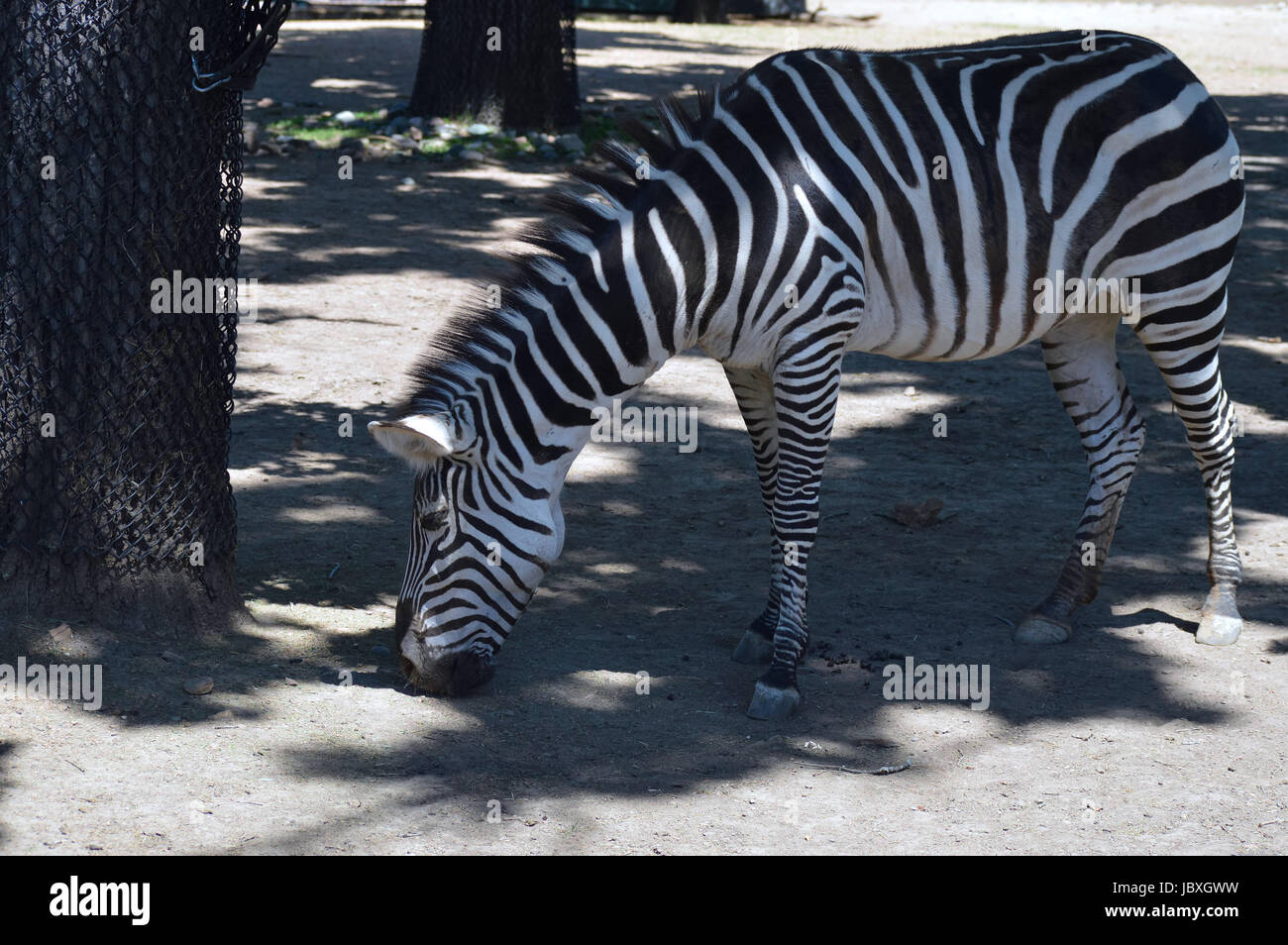 Zebra side view hi-res stock photography and images - Alamy
