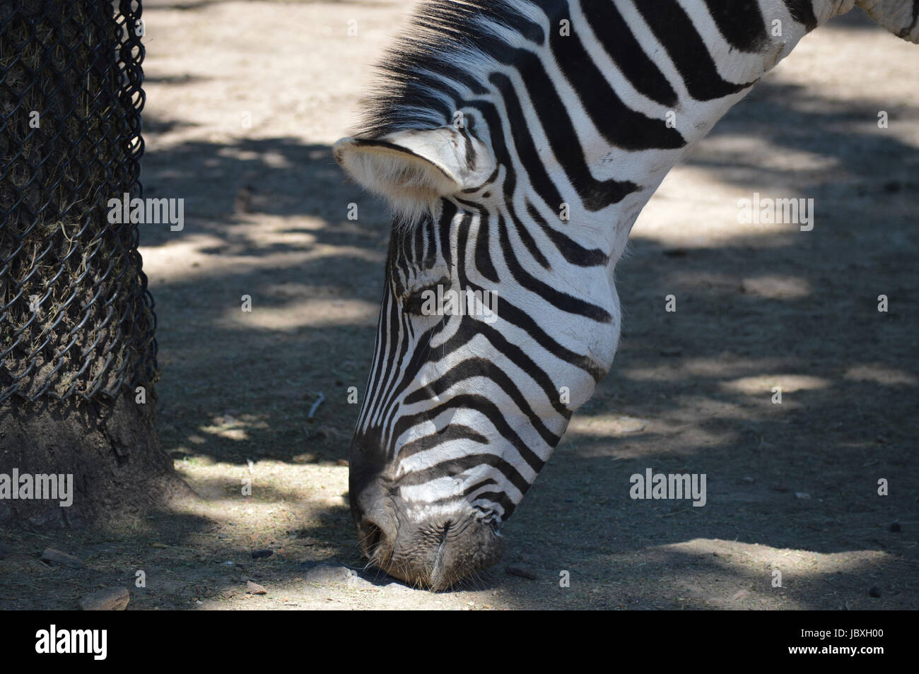 Zebra head view hi-res stock photography and images - Alamy
