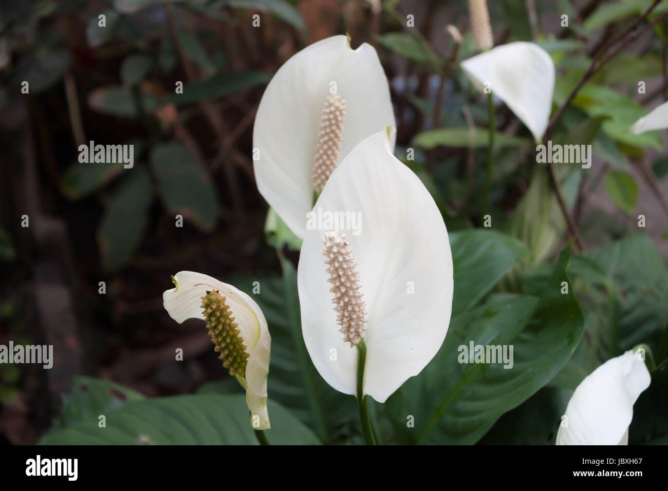 Beautiful white spathiphyllum flower(Peace Lily) in garden Stock Photo ...