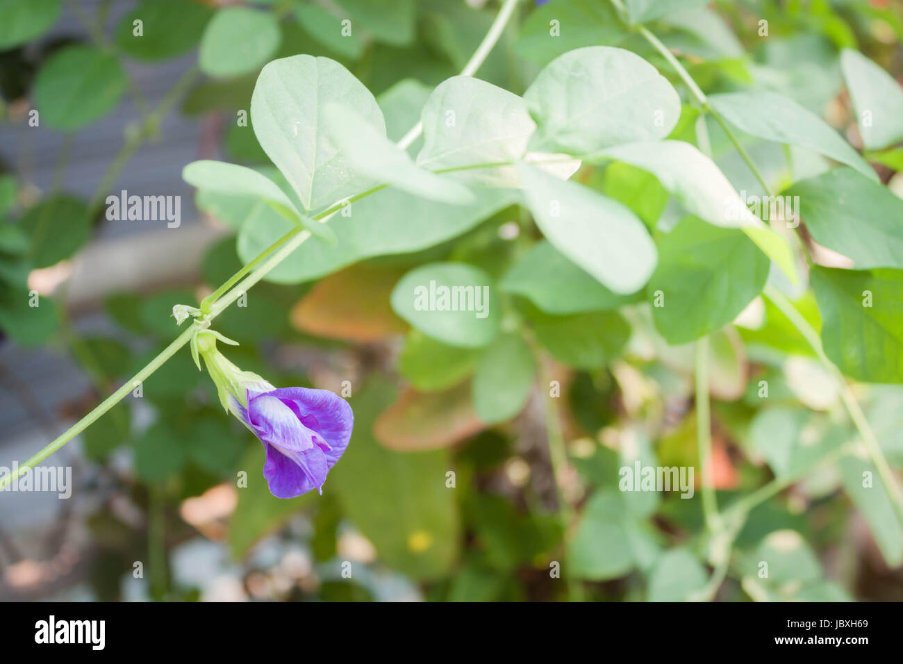 Blue butterfly pea blossom in herbal garden Stock Photo - Alamy