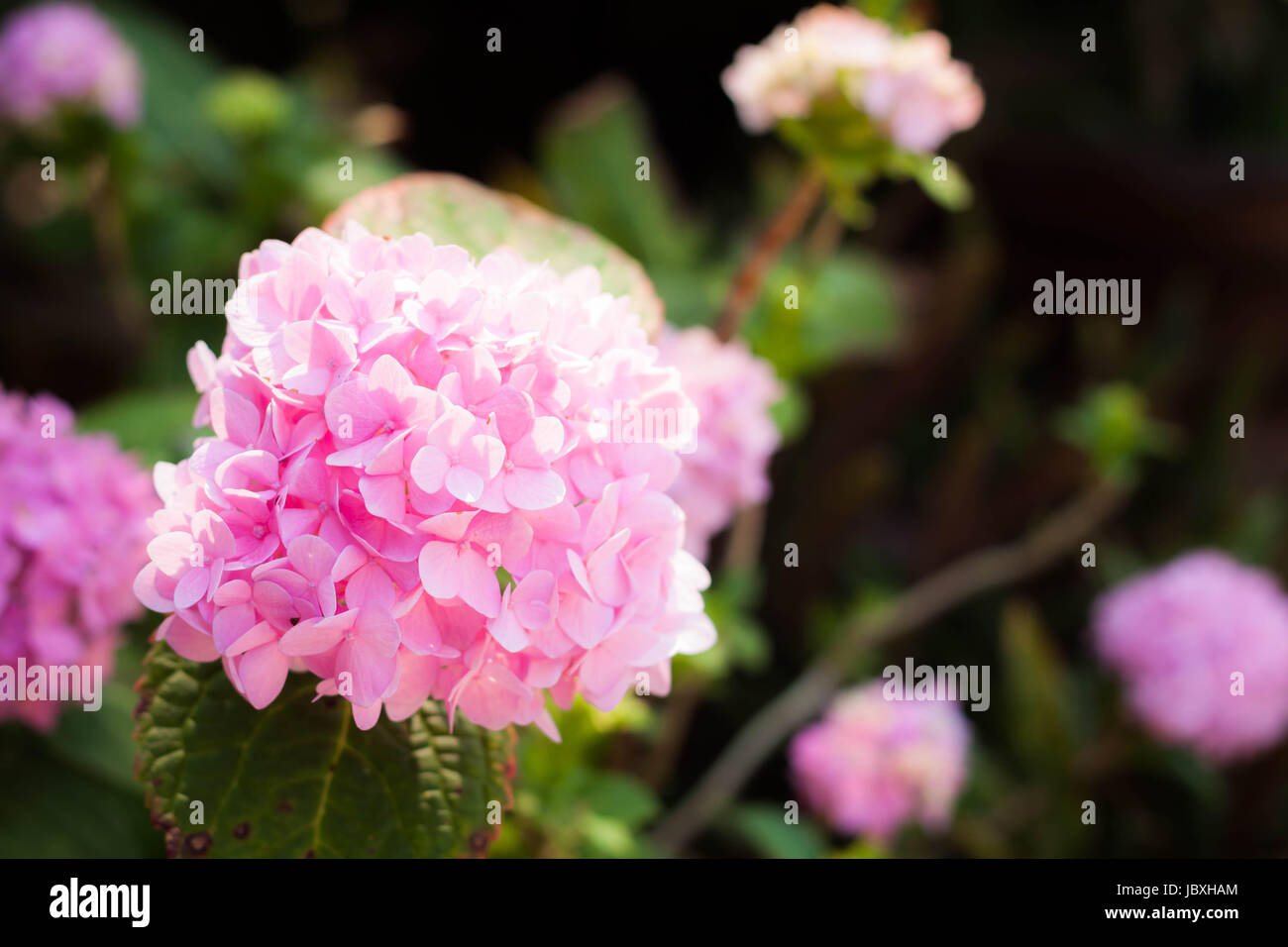 Pink bright hydrangea flowers blooming Stock Photo - Alamy