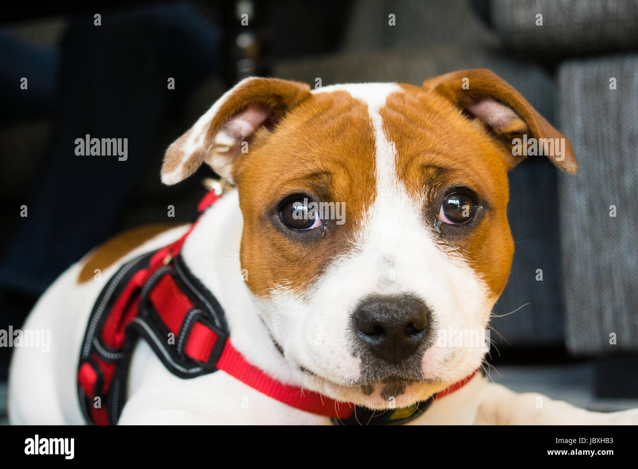 Amstaff puppy looking satisfied Stock Photo - Alamy
