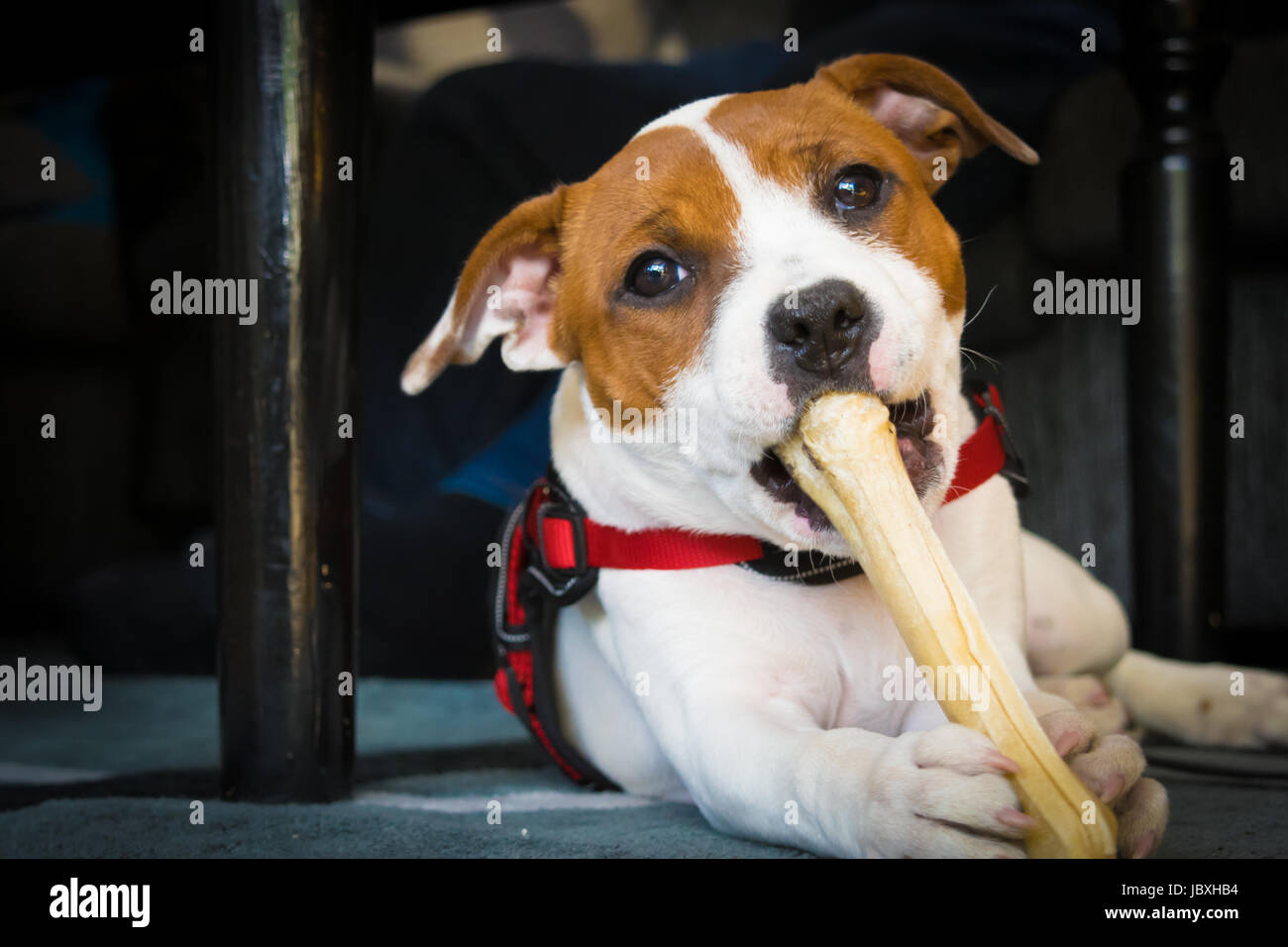 Amstaff puppy looking satisfied Stock Photo - Alamy