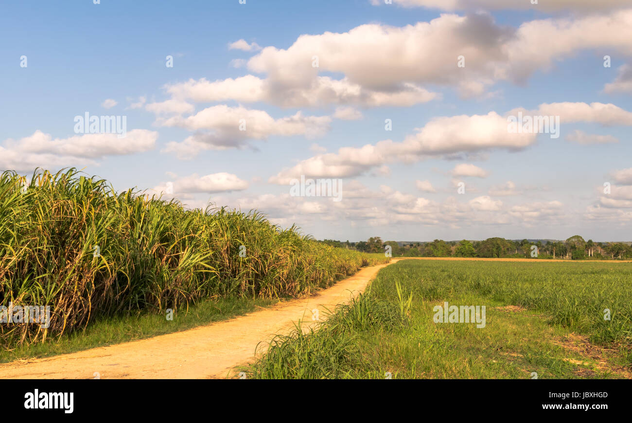 Cane field on Dominikan Republic Stock Photo - Alamy