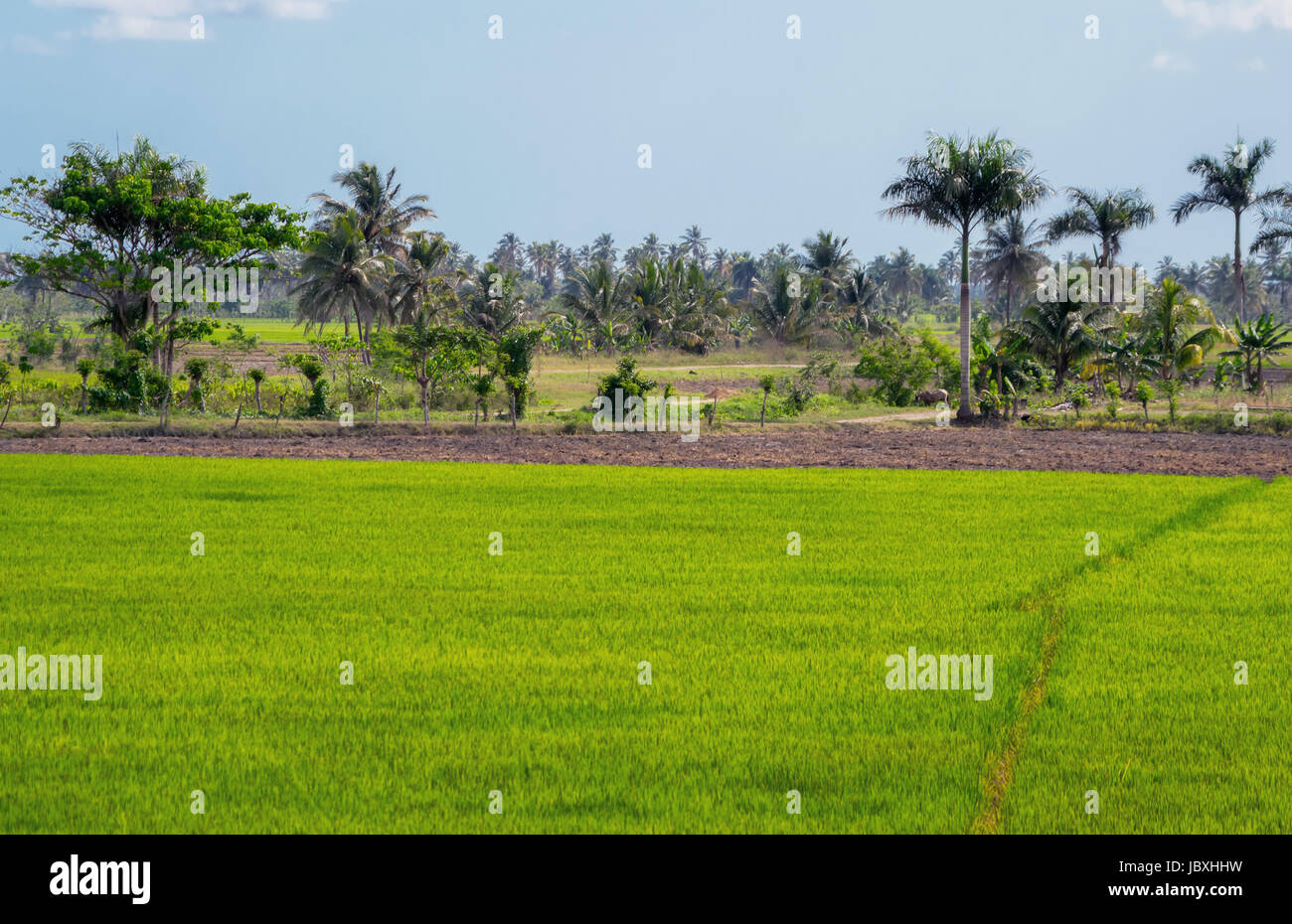 Rice field somewhere on the Dominican Republic Stock Photo - Alamy