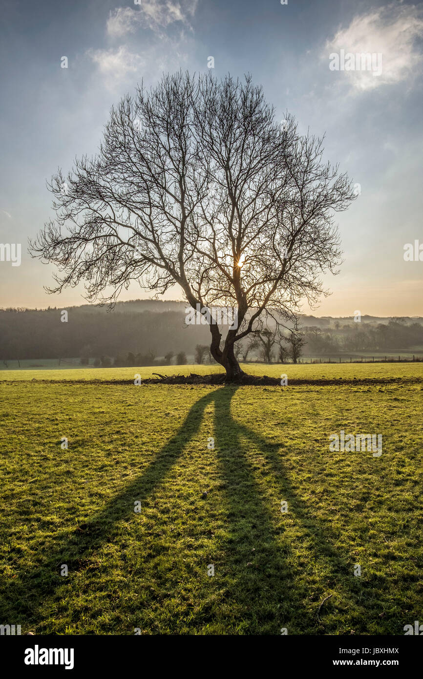 Casts Tree Shadow Stock Photos & Casts Tree Shadow Stock Images - Alamy