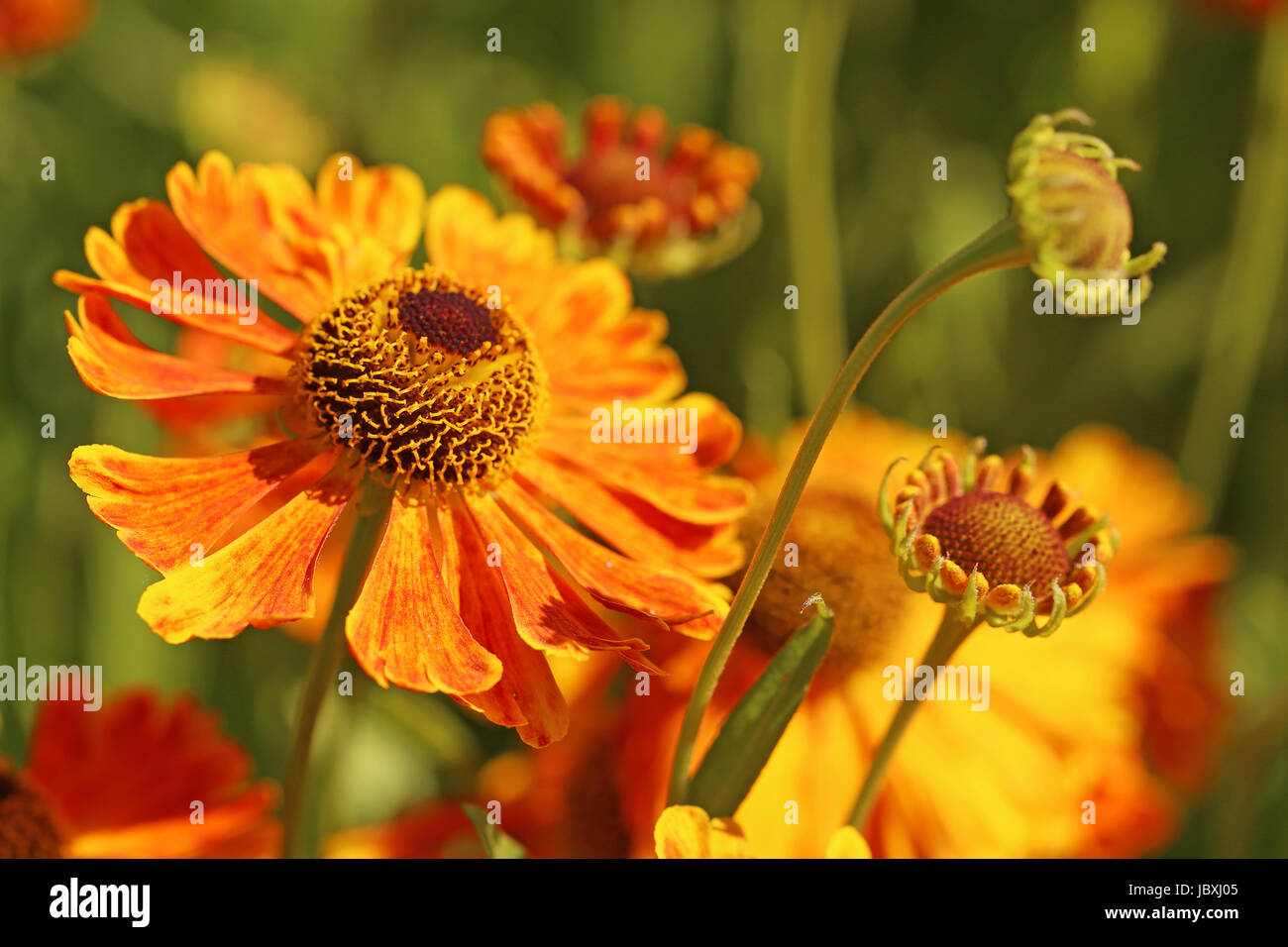 Helenium waltraut hi-res stock photography and images - Alamy