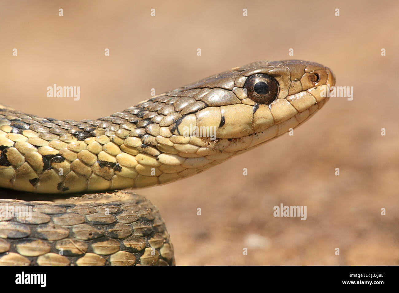 Garter Snake (Thamnophis sirtalis) coiled and ready to strike Stock ...