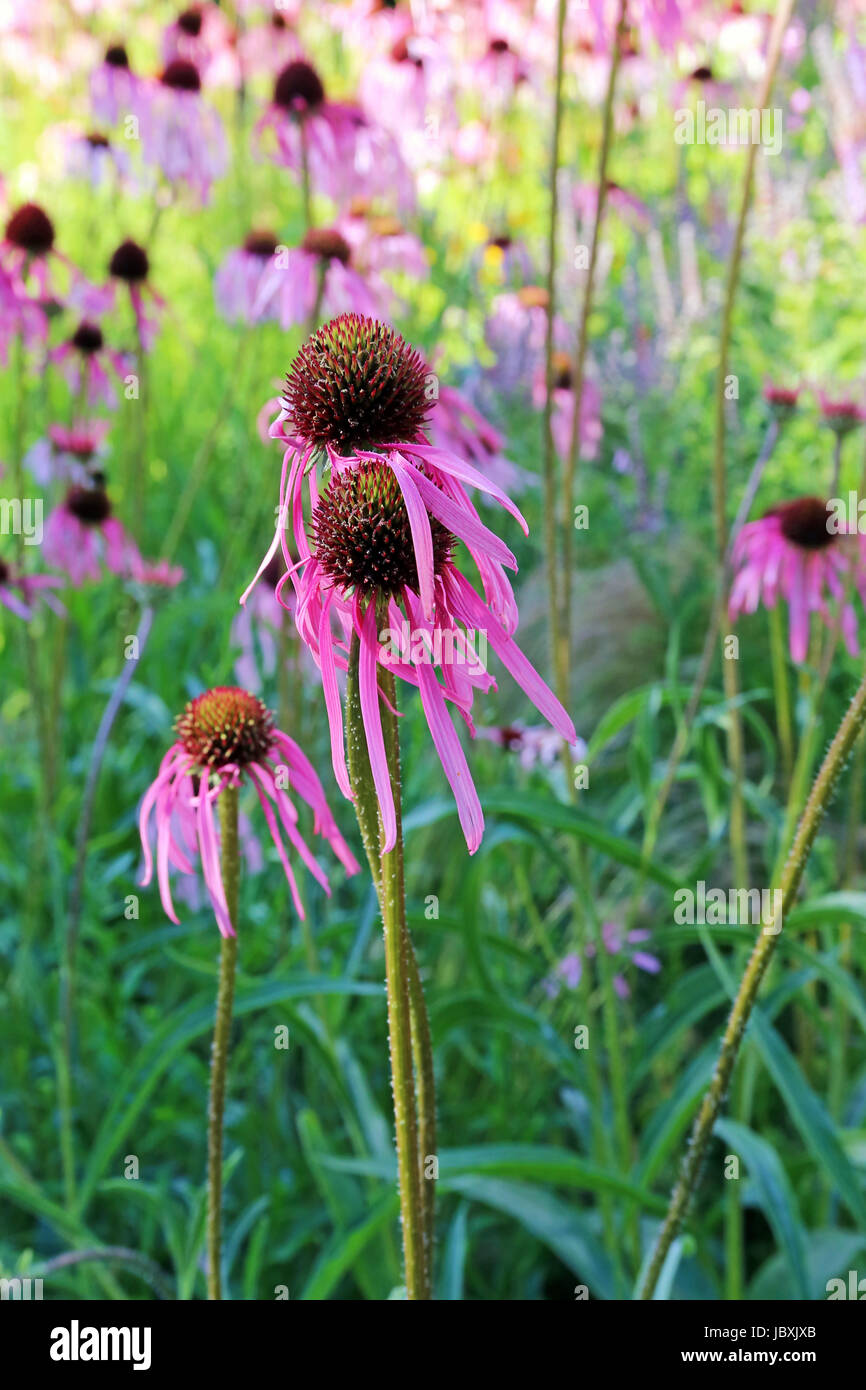 echinacea pallida echinacea pallida Stock Photo - Alamy