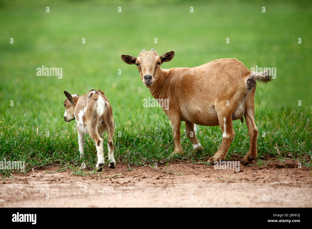 Portrait of african goats looking into the camera Stock Photo - Alamy