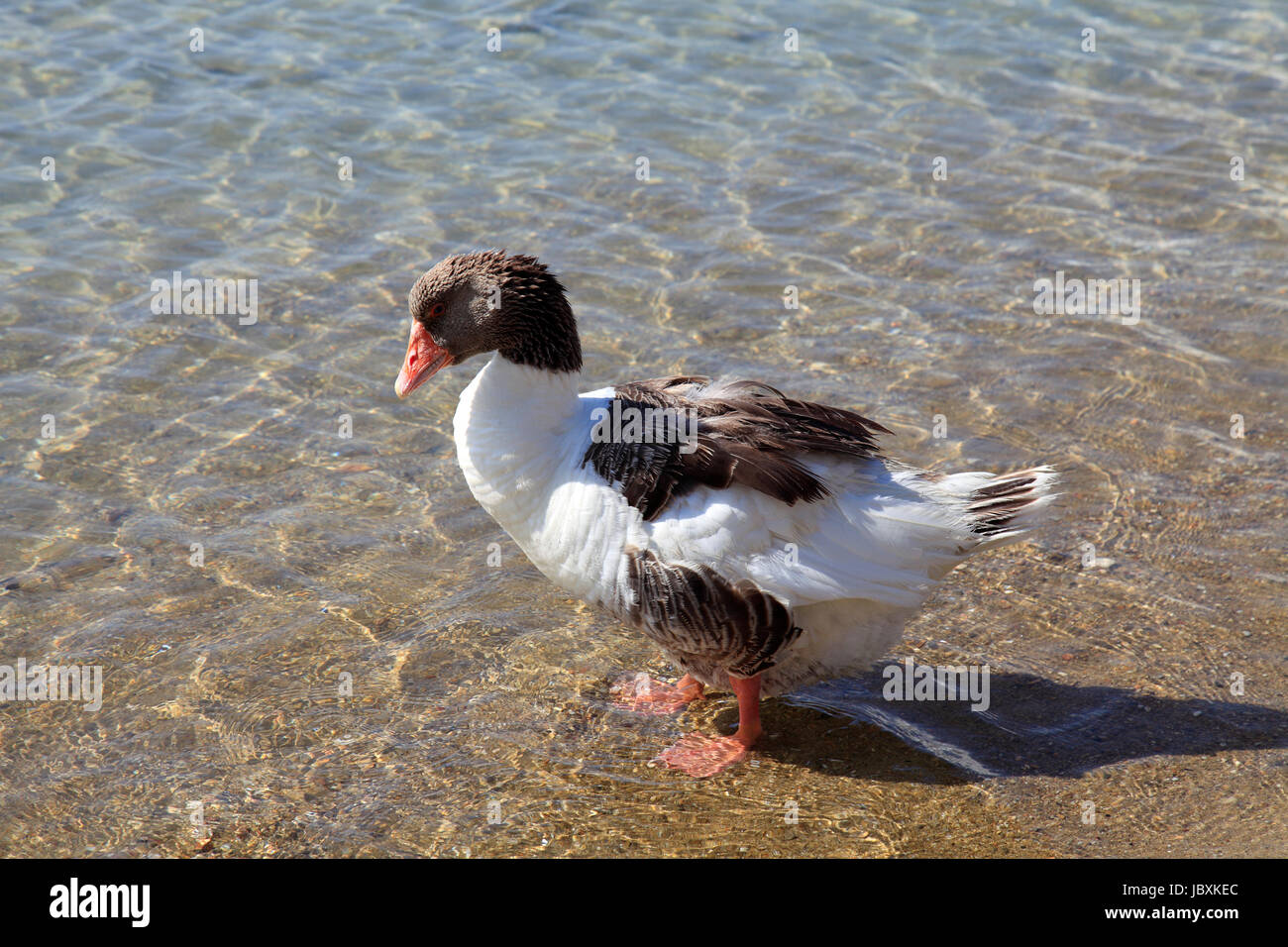 Greece, Cyclades, Antiparos, goose Stock Photo - Alamy