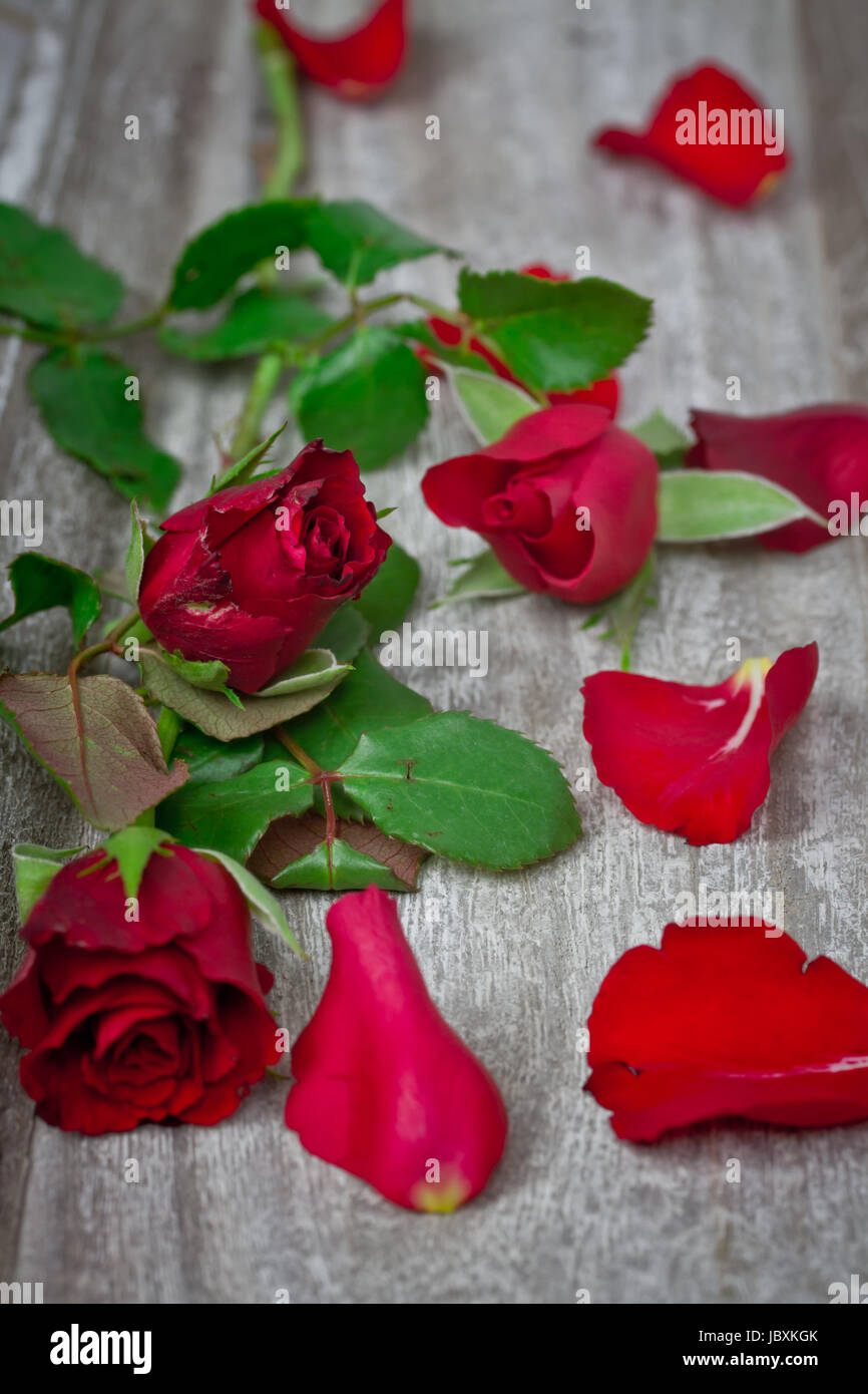 Rose signal hi-res stock photography and images - Alamy