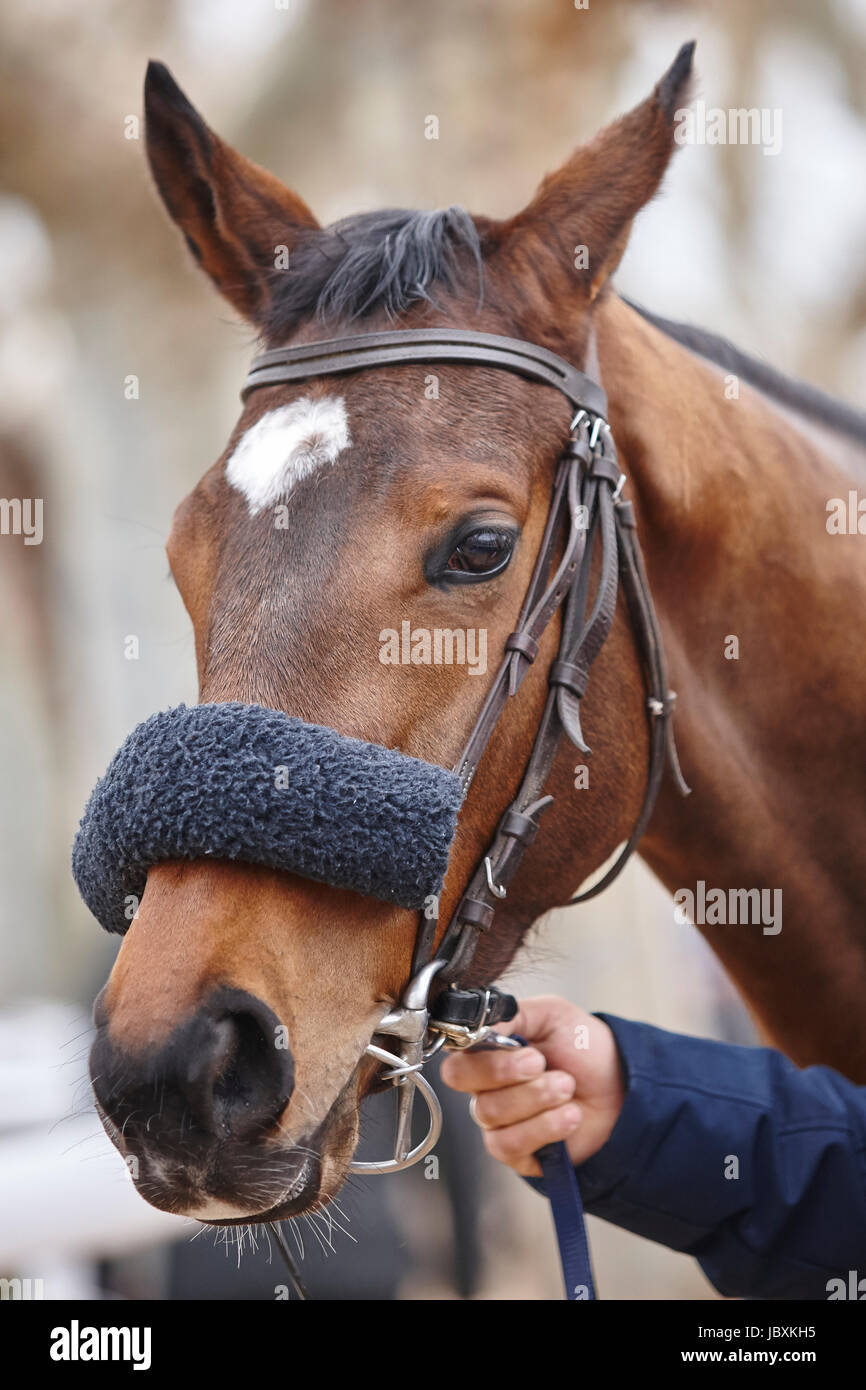 Race horse head ready to run. Paddock area. Vertical Stock Photo - Alamy