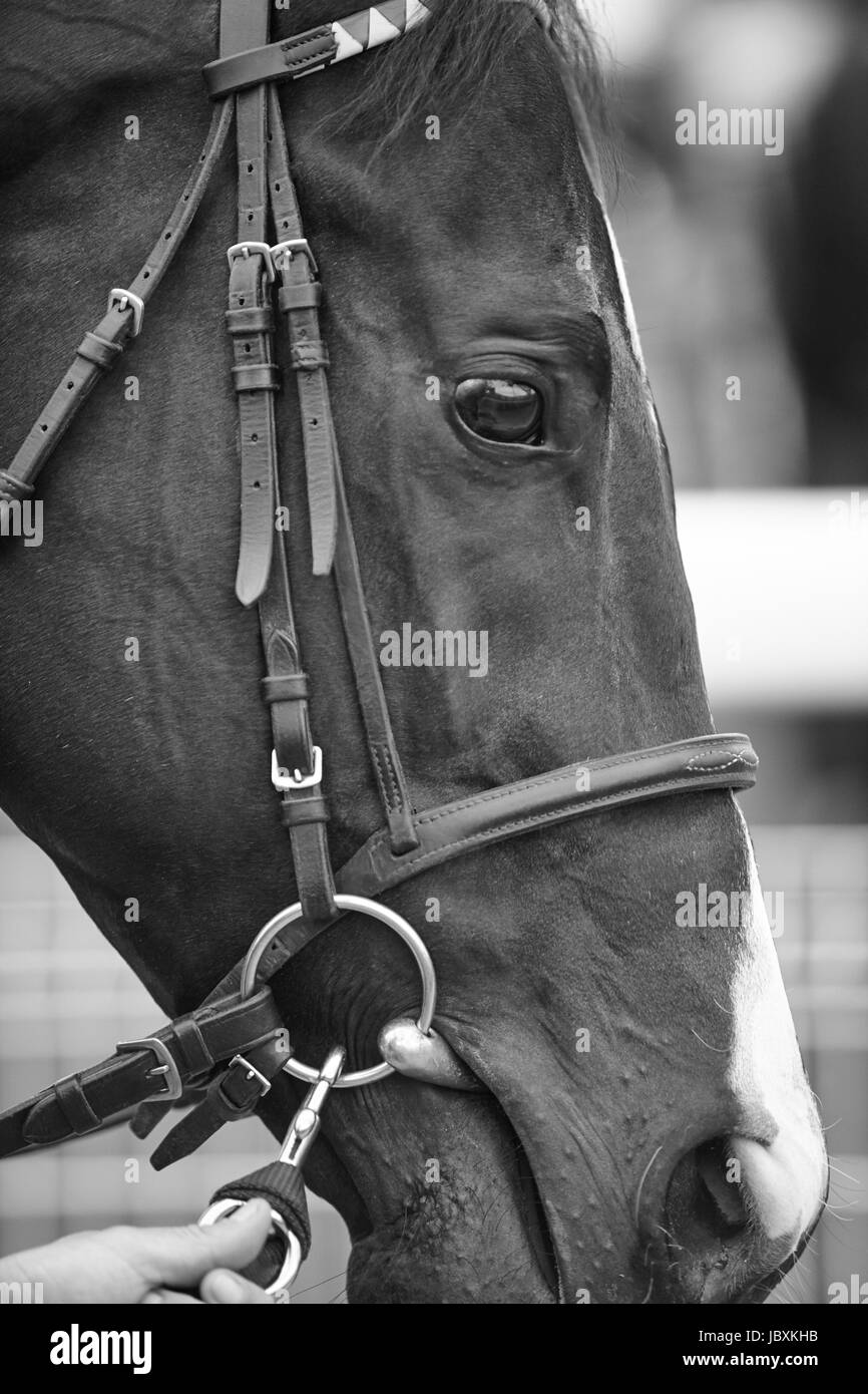 Race horse head detail ready to run. Paddock area. Vertical Stock Photo ...