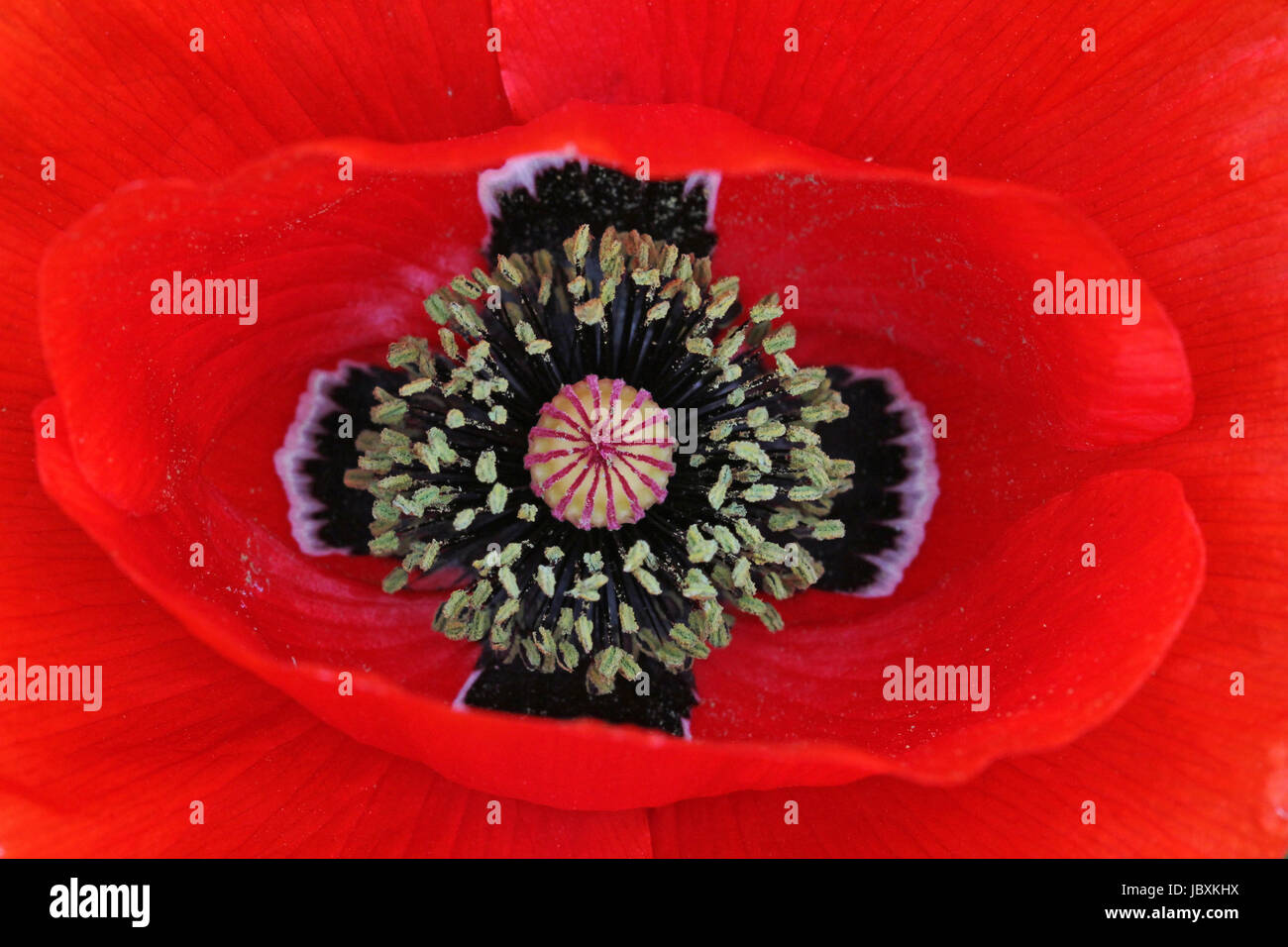 Pollen vessel hi-res stock photography and images - Alamy
