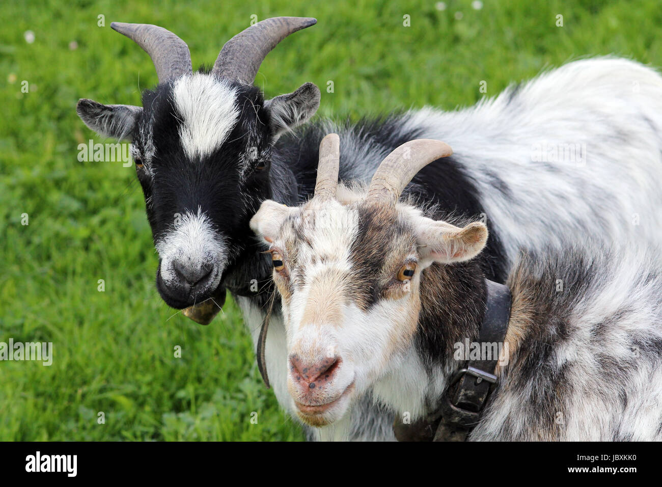Cuddling goats hi-res stock photography and images - Alamy