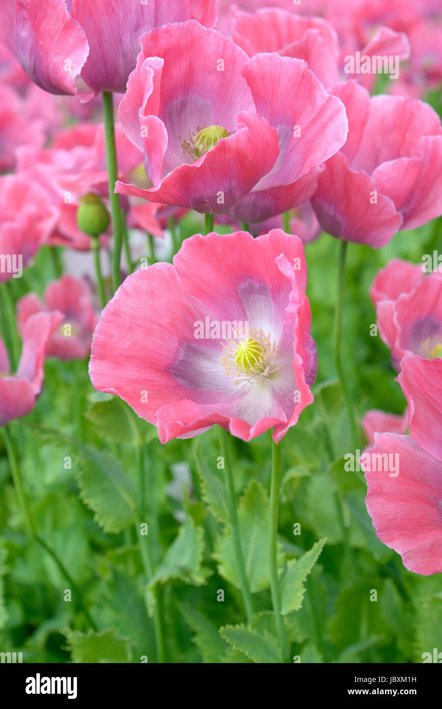 Pink Opium Poppy Flower