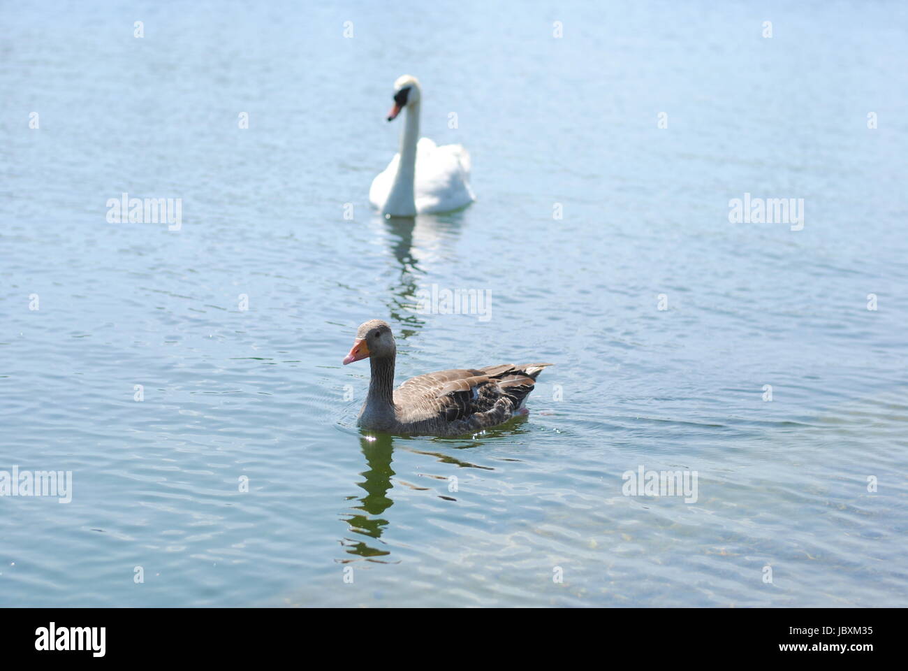 Canadian swan hi-res stock photography and images - Alamy