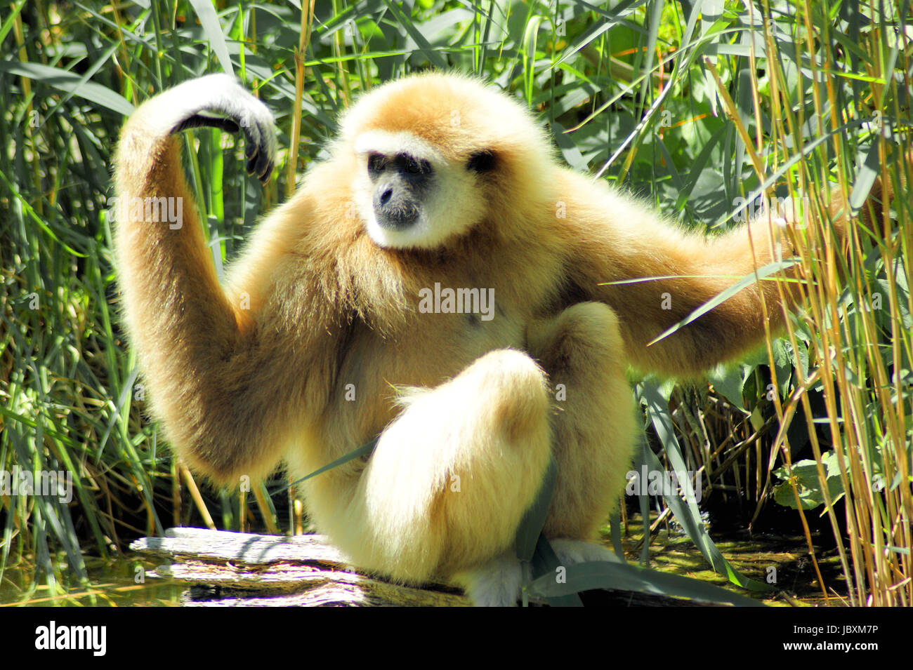 Weisshandgibbon High Resolution Stock Photography and Images - Alamy