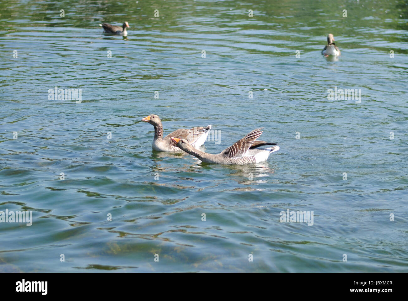 Goose webs hi-res stock photography and images - Alamy
