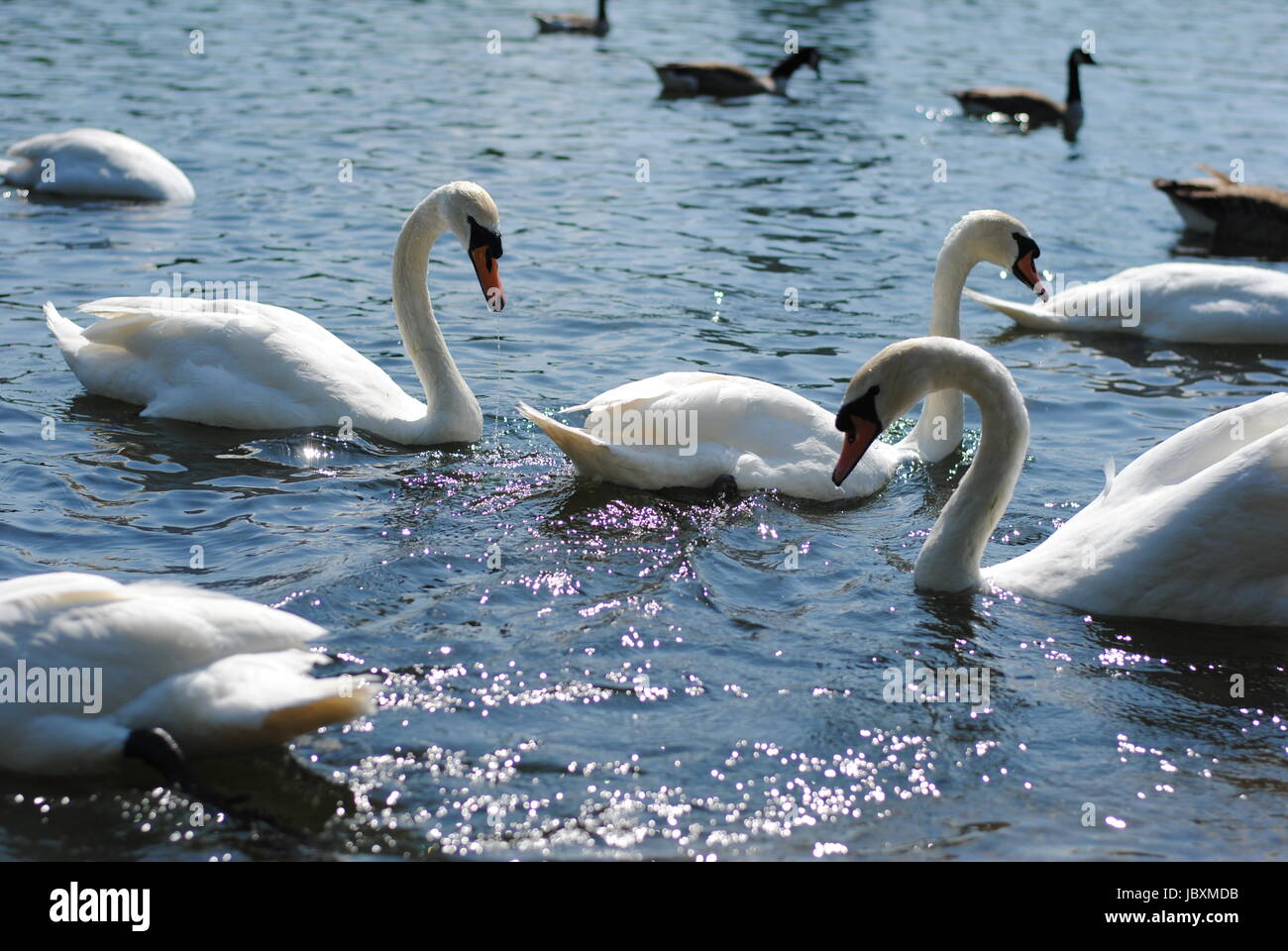 White swans and Canadian geese Stock Photo - Alamy