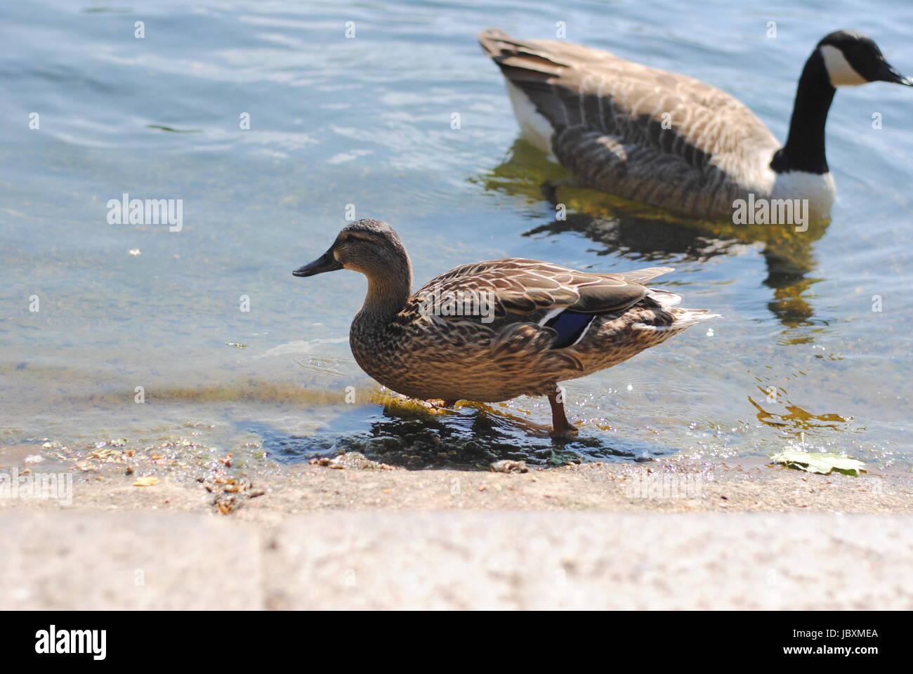 Goose fat swimming hi-res stock photography and images - Alamy