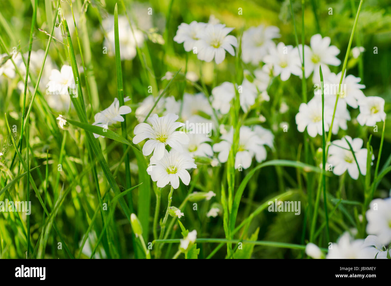 White spring flowers Stock Photo - Alamy