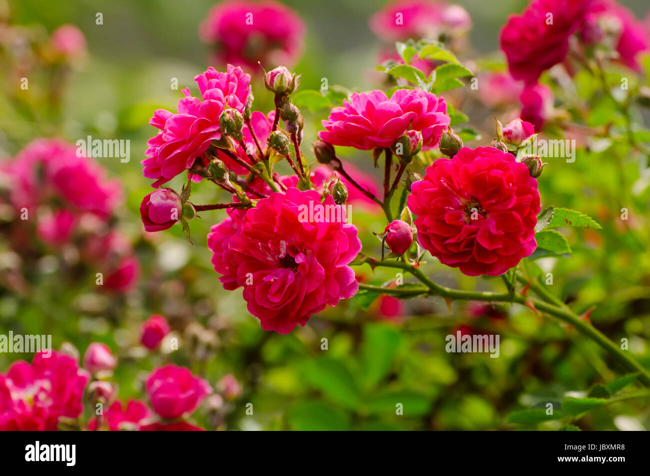 Red roses garden Stock Photo - Alamy