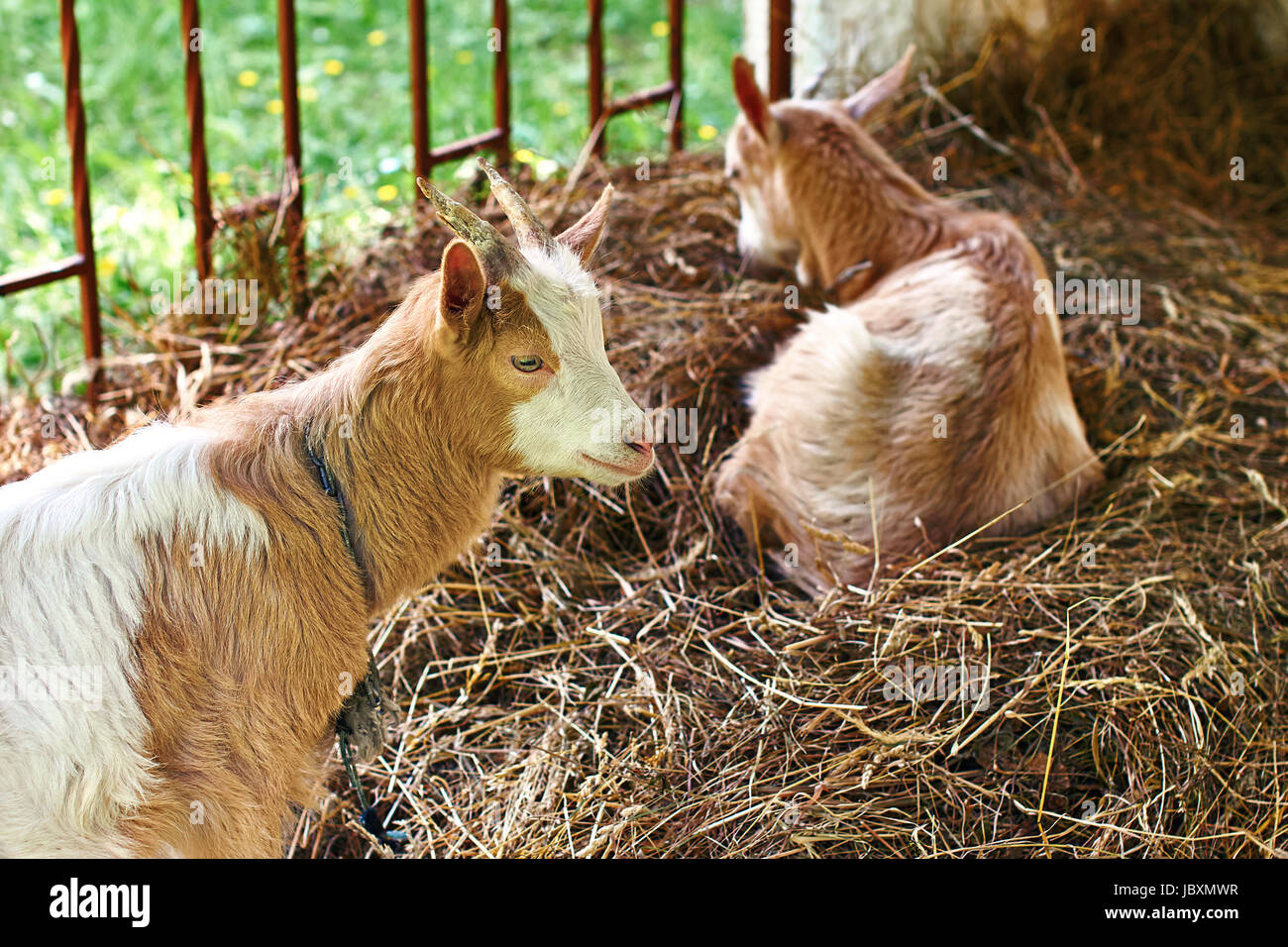 White goat sitting on grass hi-res stock photography and images - Alamy