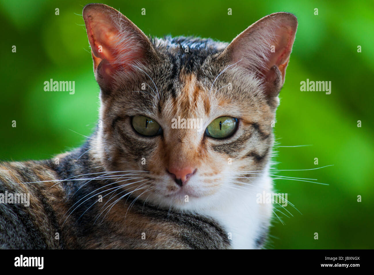 Cat's head - looking at camera Stock Photo - Alamy