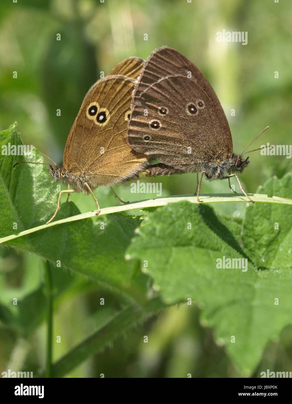 Chimney sweeper butterfly hi-res stock photography and images - Alamy