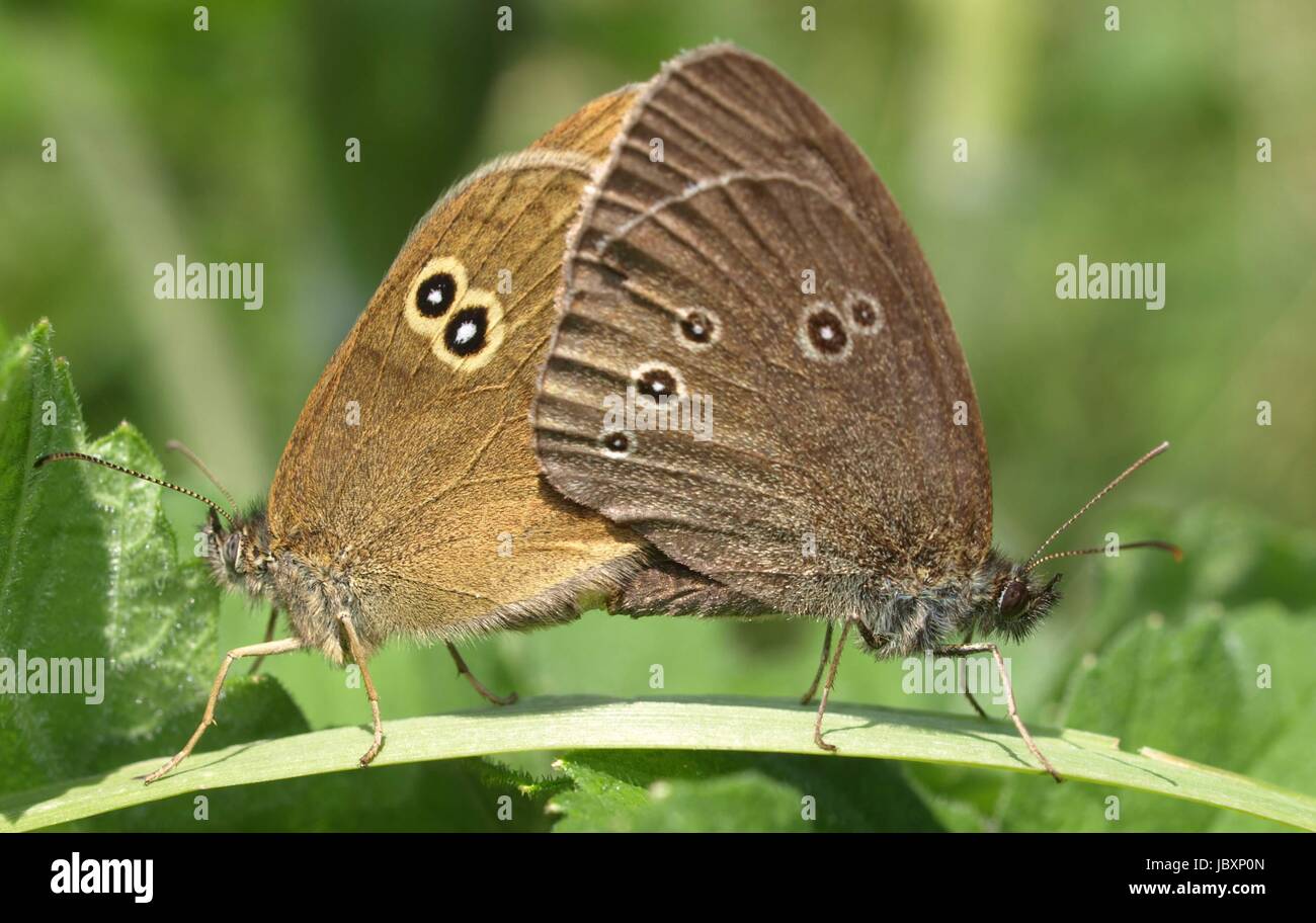 Chimney Sweeper Butterfly High Resolution Stock Photography and Images ...