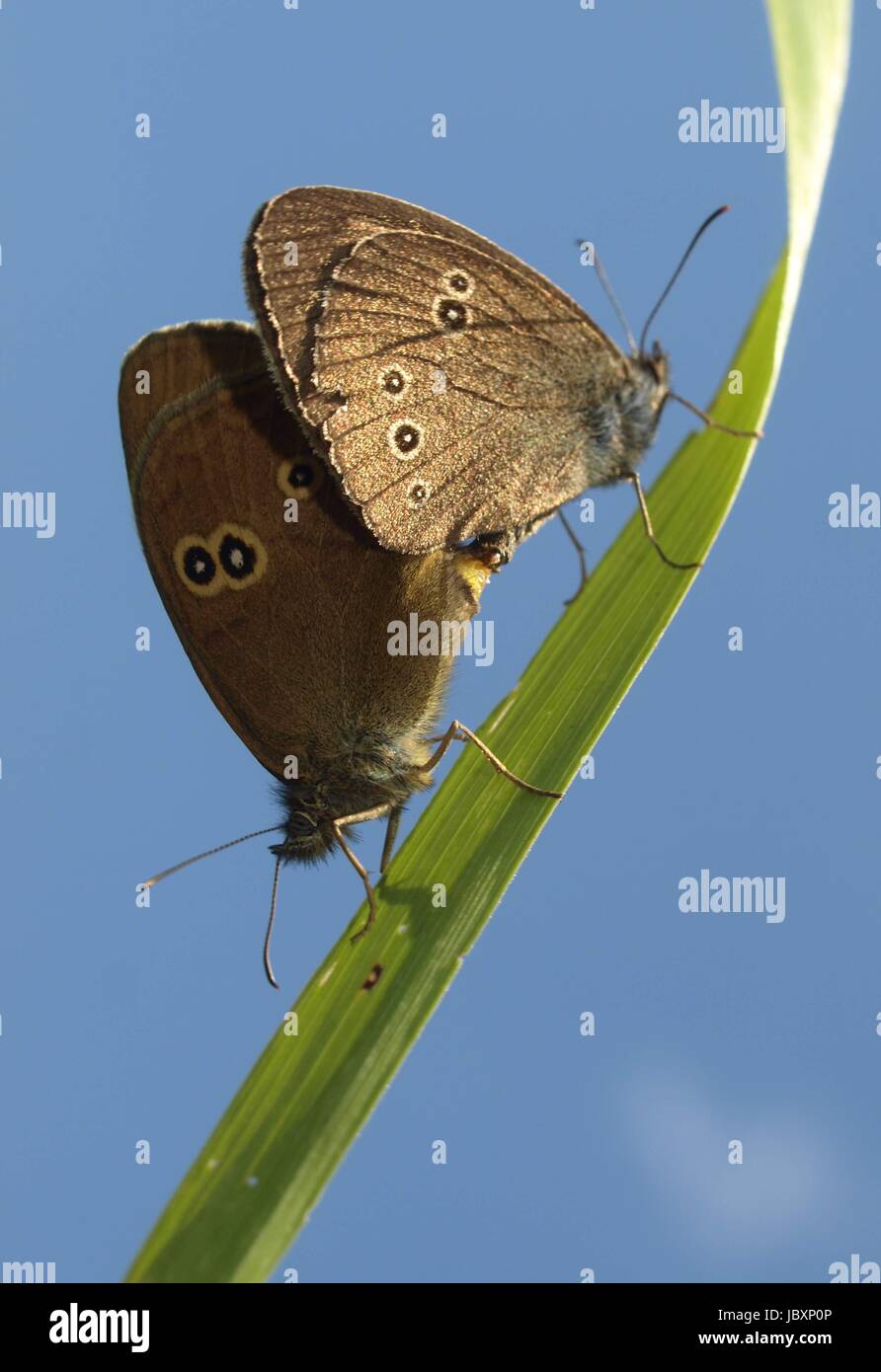 Chimney sweeper butterfly hi-res stock photography and images - Alamy