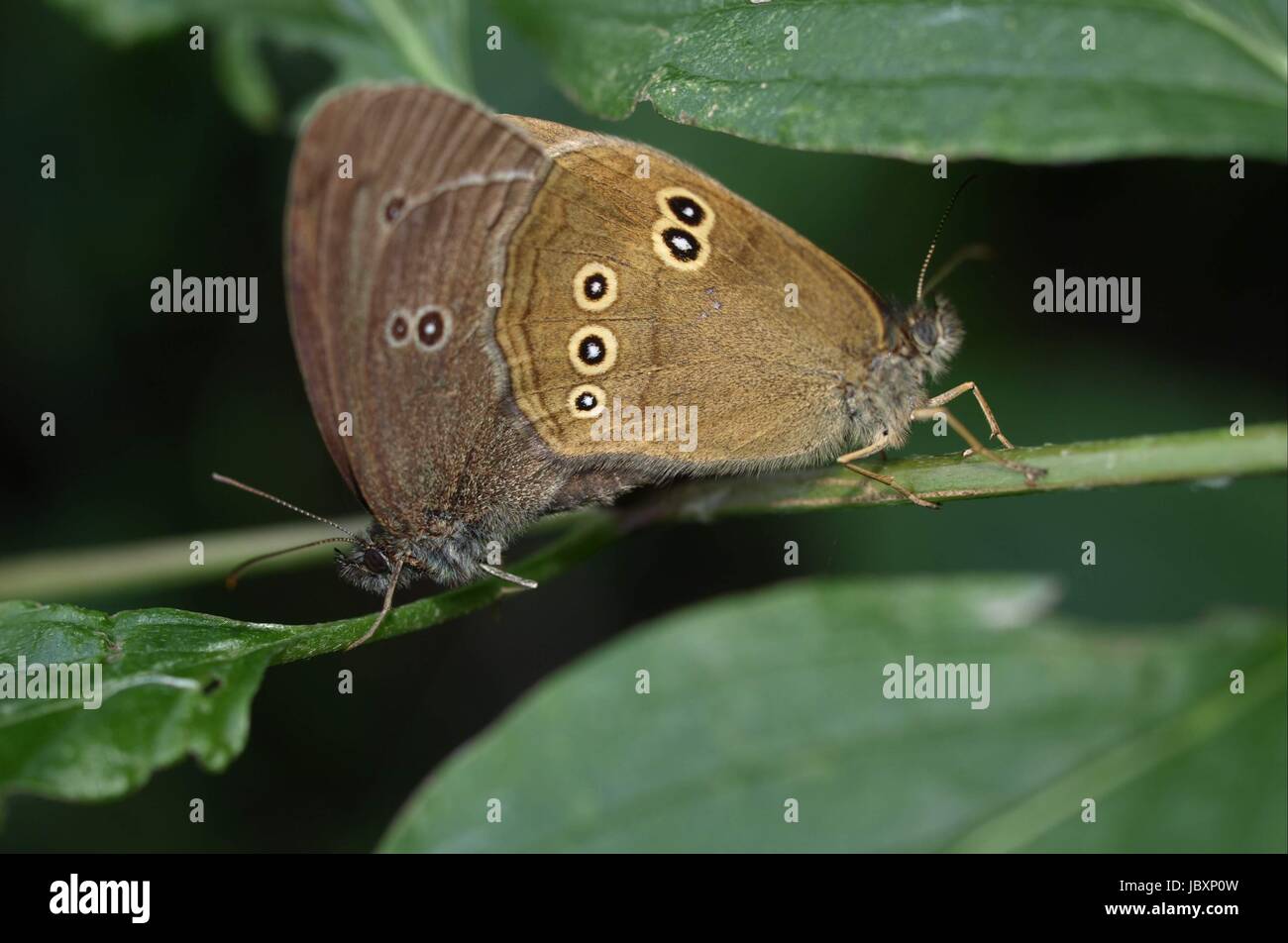 Chimney sweeper butterfly hi-res stock photography and images - Alamy