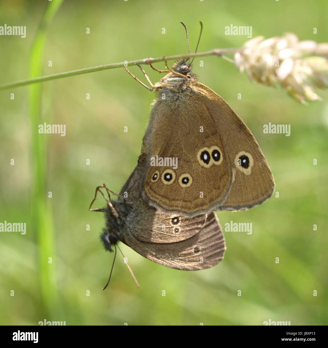 Chimney sweeper butterfly hi-res stock photography and images - Alamy