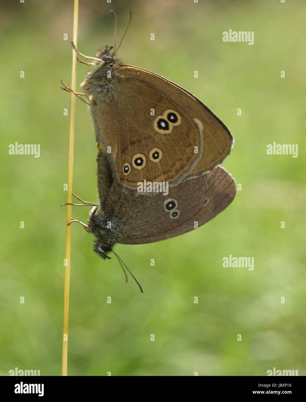 Chimney sweeper butterfly hi-res stock photography and images - Alamy
