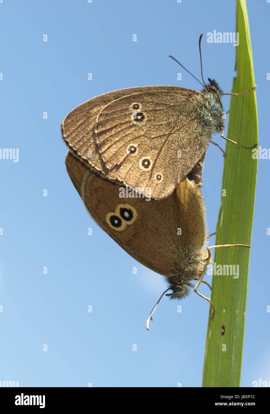 Chimney sweeper butterfly hi-res stock photography and images - Alamy