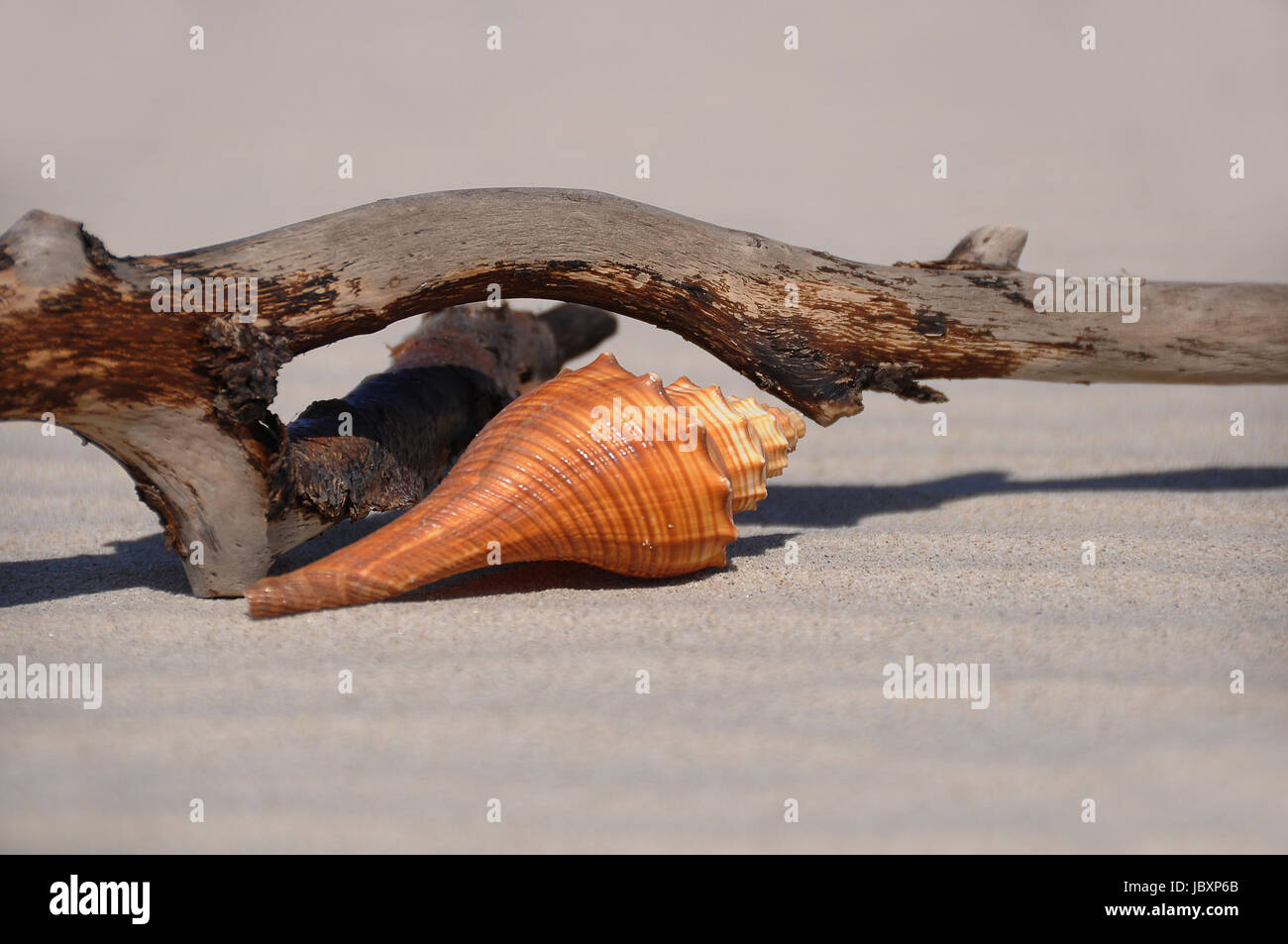 Maritime branch hi-res stock photography and images - Alamy