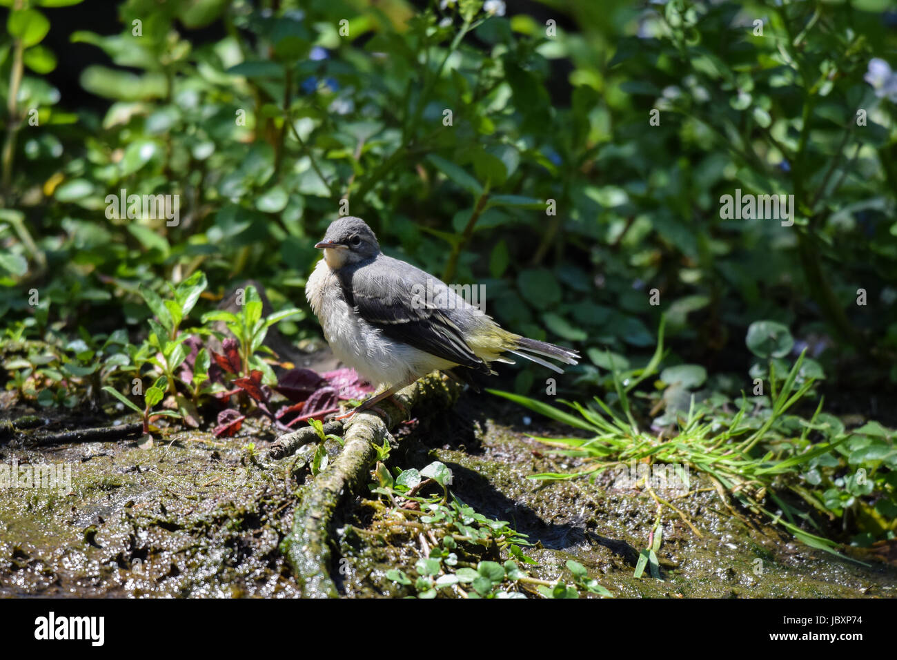 Juvenile grey wagtail fledgling wild bird on the river bank Stock Photo ...