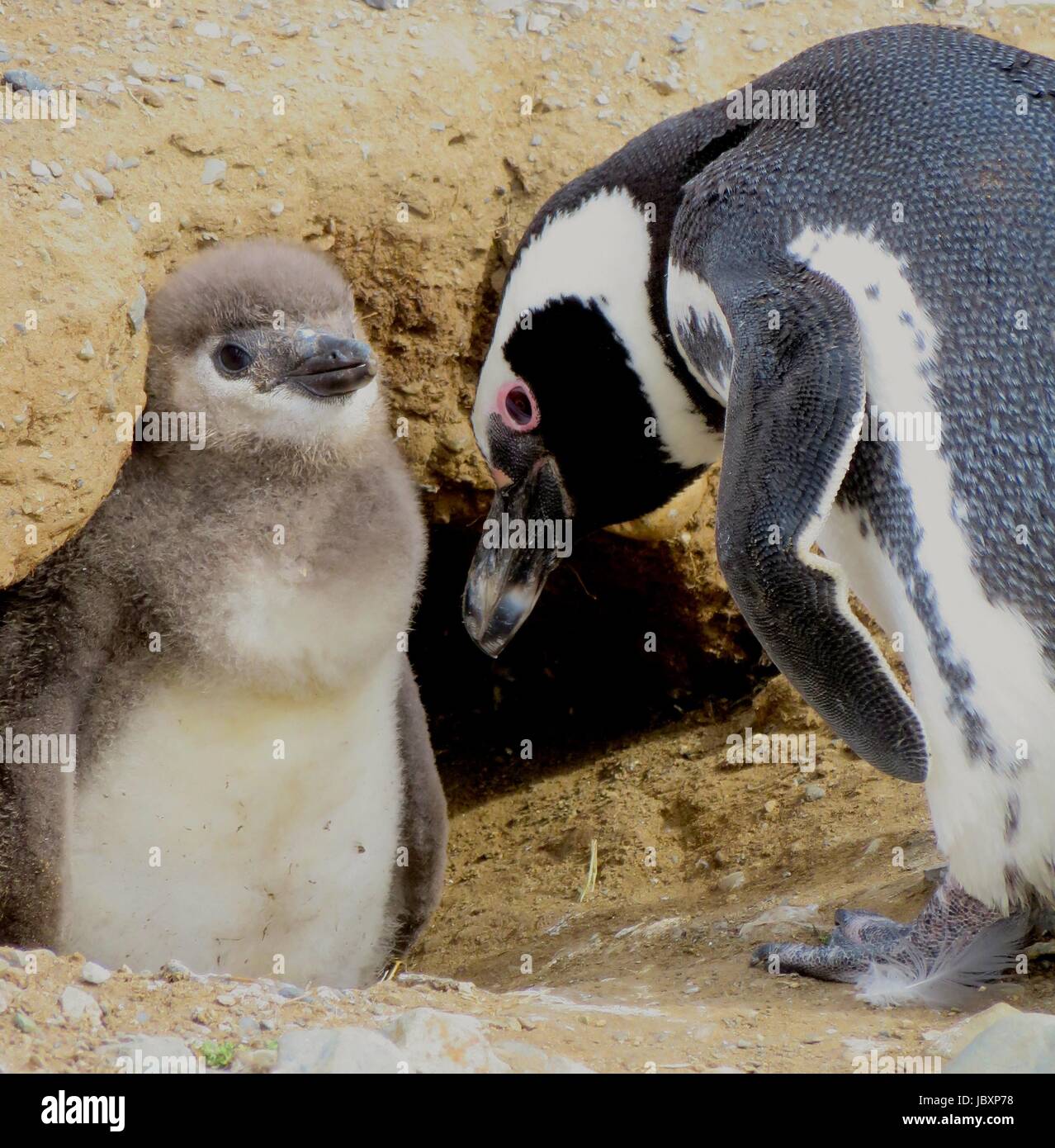 Baby penguin and mom hi-res stock photography and images - Alamy
