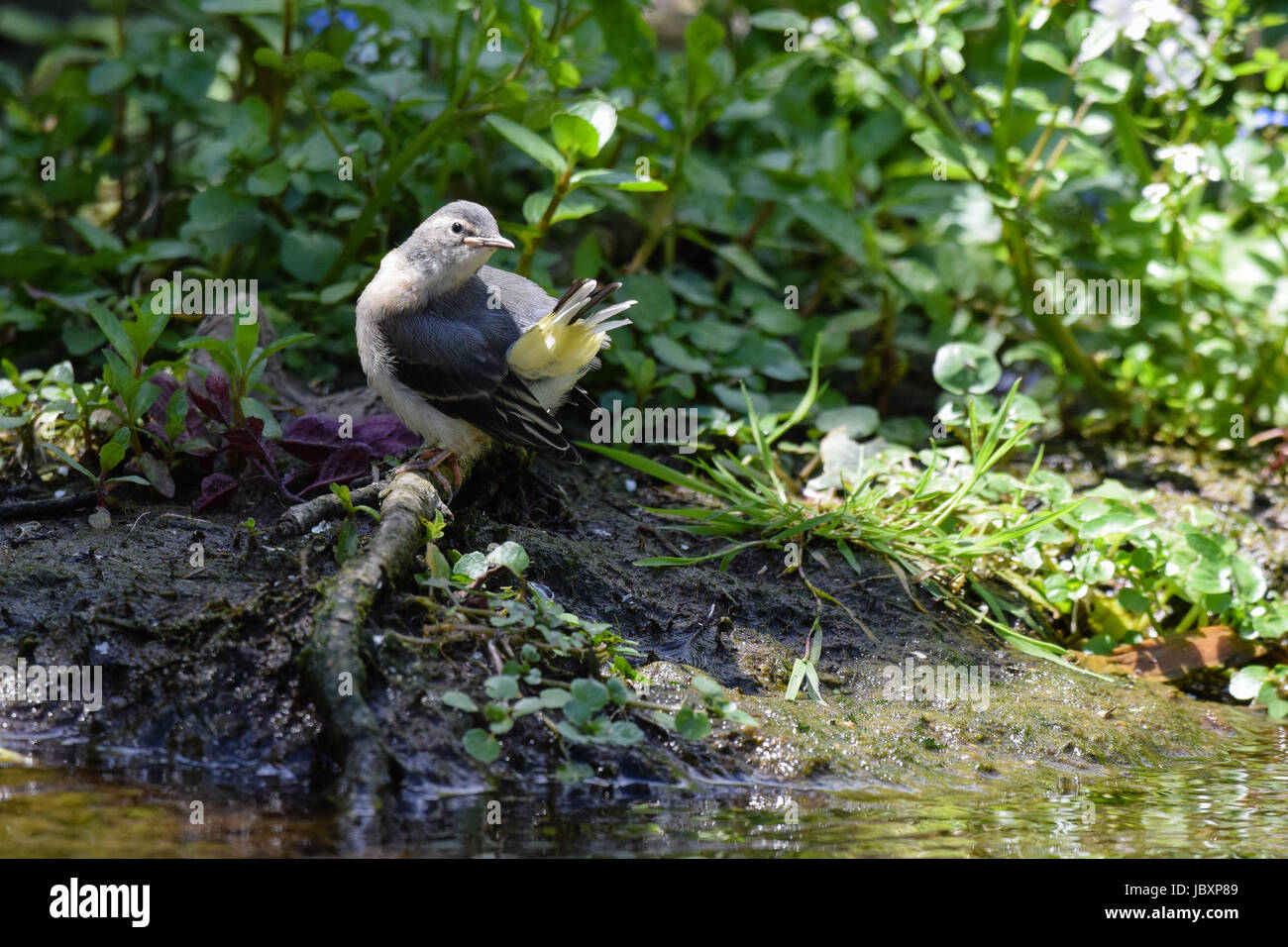 Juvenile grey wagtail fledgling wild bird on the river bank Stock Photo ...