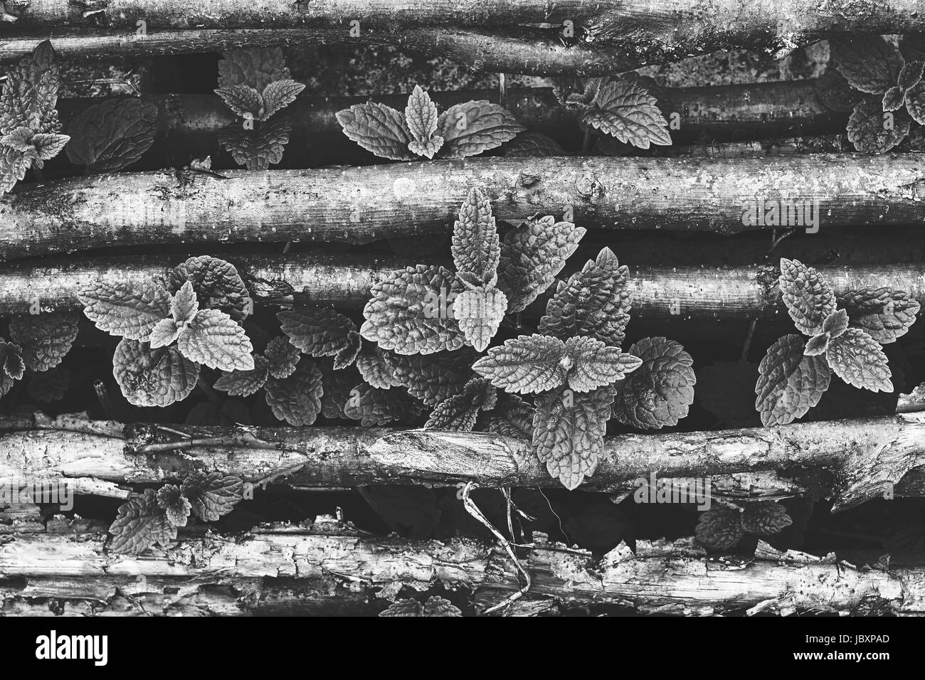 Fresh mint plant growing Black and White Stock Photos & Images - Alamy