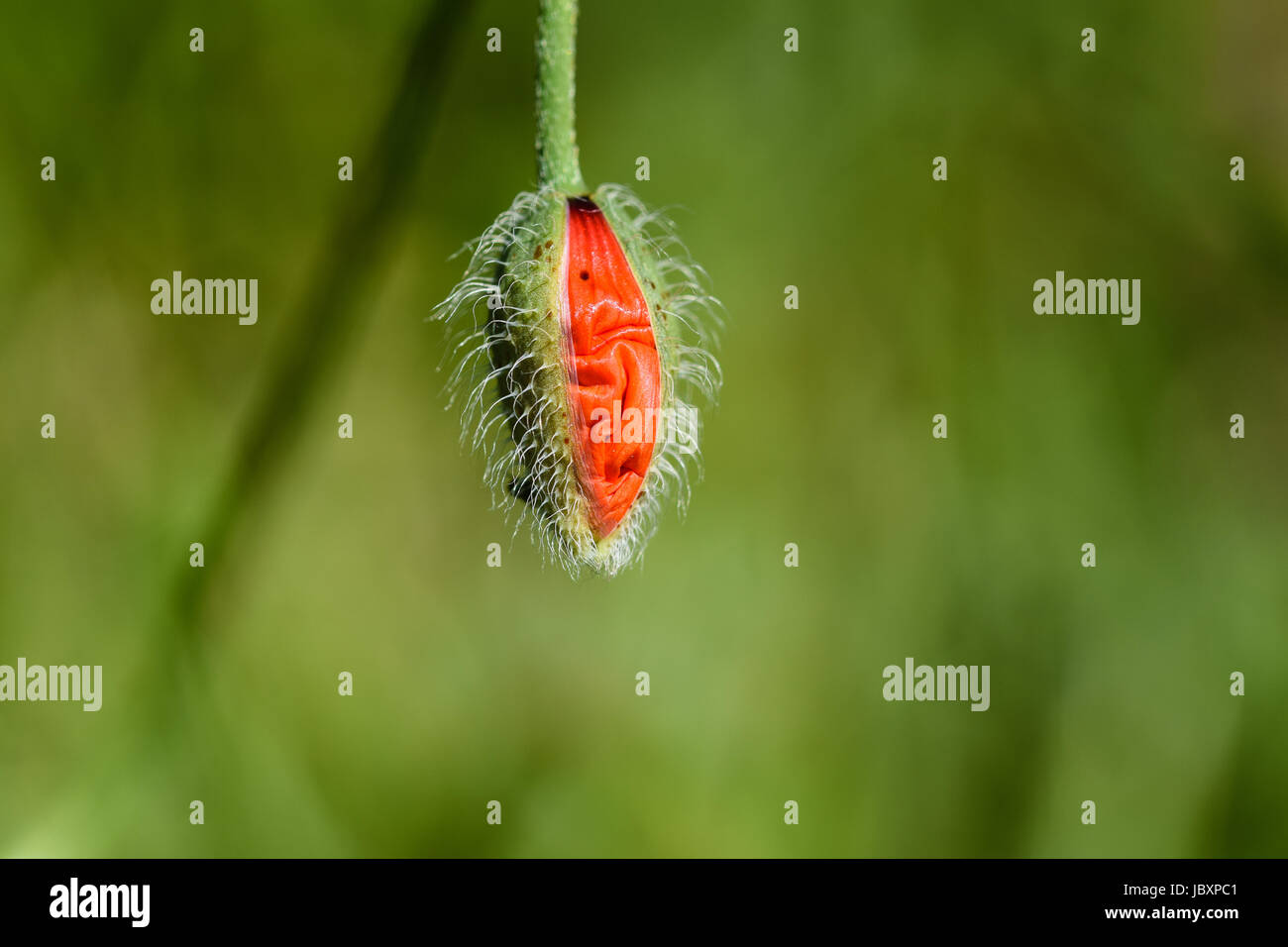 Spring red case flowers hi-res stock photography and images - Alamy