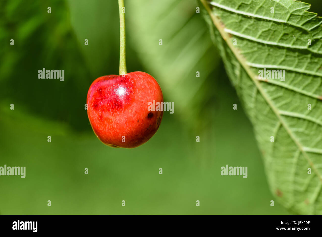 Ripening wild cherry Stock Photo - Alamy